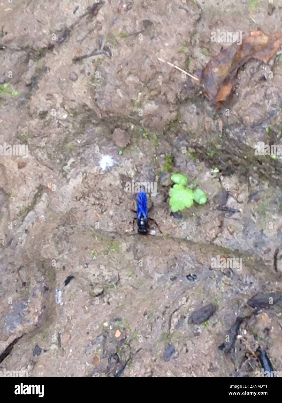 Organ-pipe Mud-dauber Wasp (Trypoxylon politum) Insecta Stock Photo - Alamy