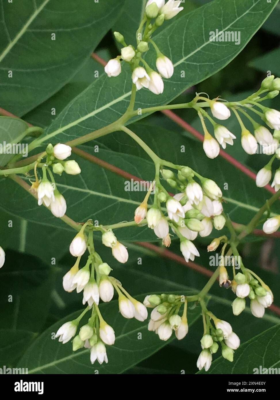 hemp dogbane (Apocynum cannabinum) Plantae Stock Photo - Alamy