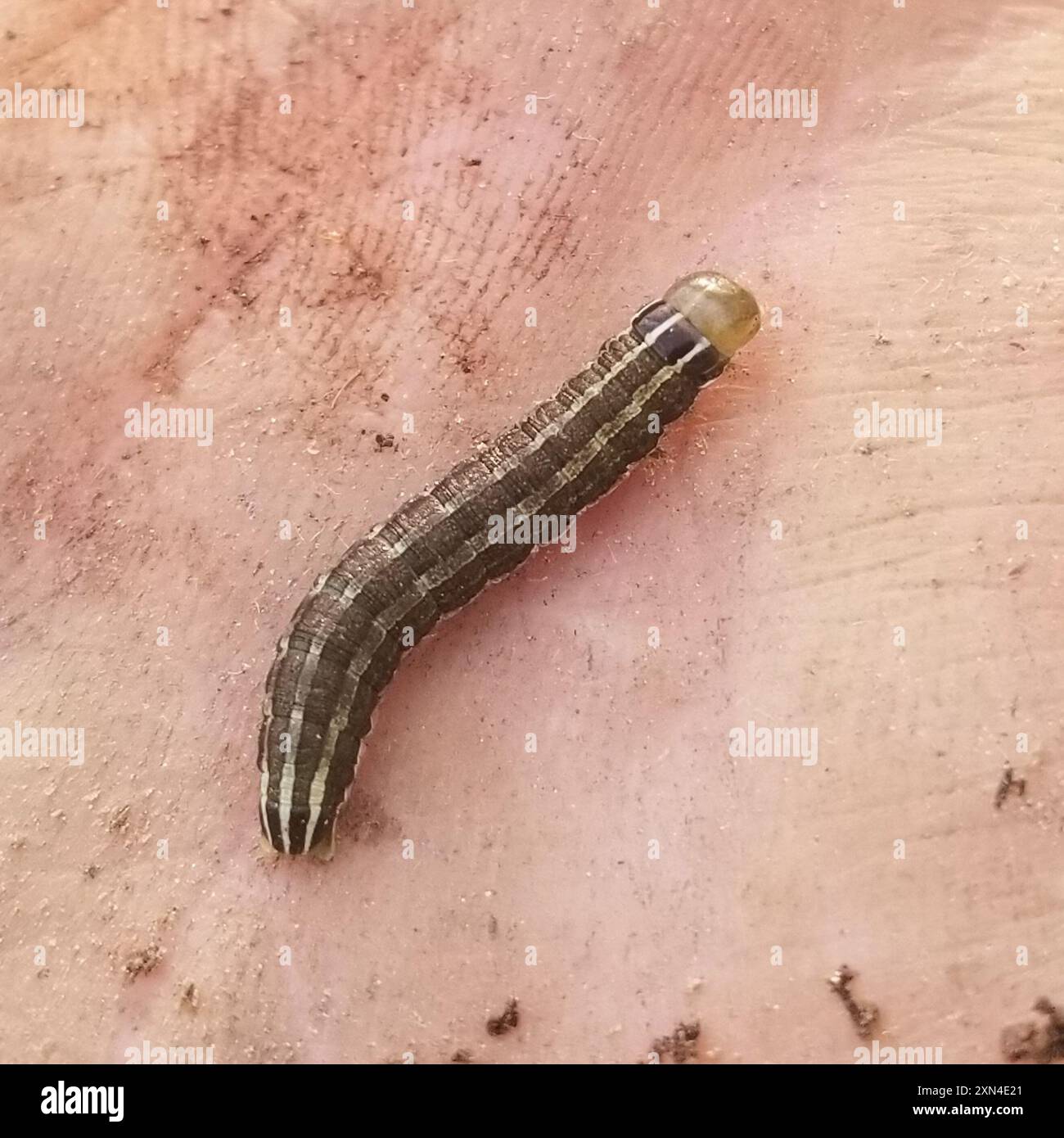 Bronzed Cutworm Moth (Nephelodes minians) Insecta Stock Photo - Alamy