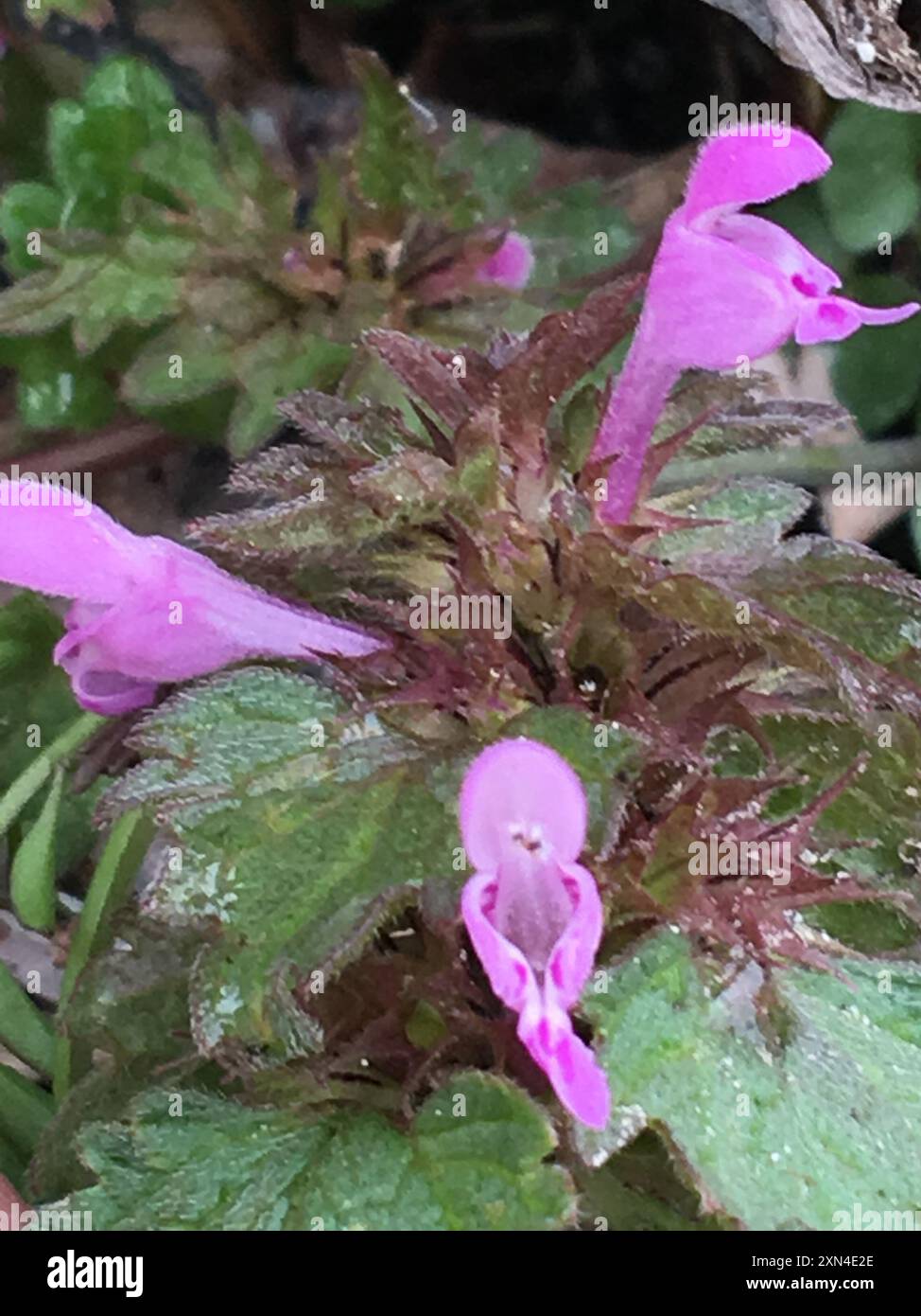 cutleaf deadnettle (Lamium hybridum) Plantae Stock Photo - Alamy