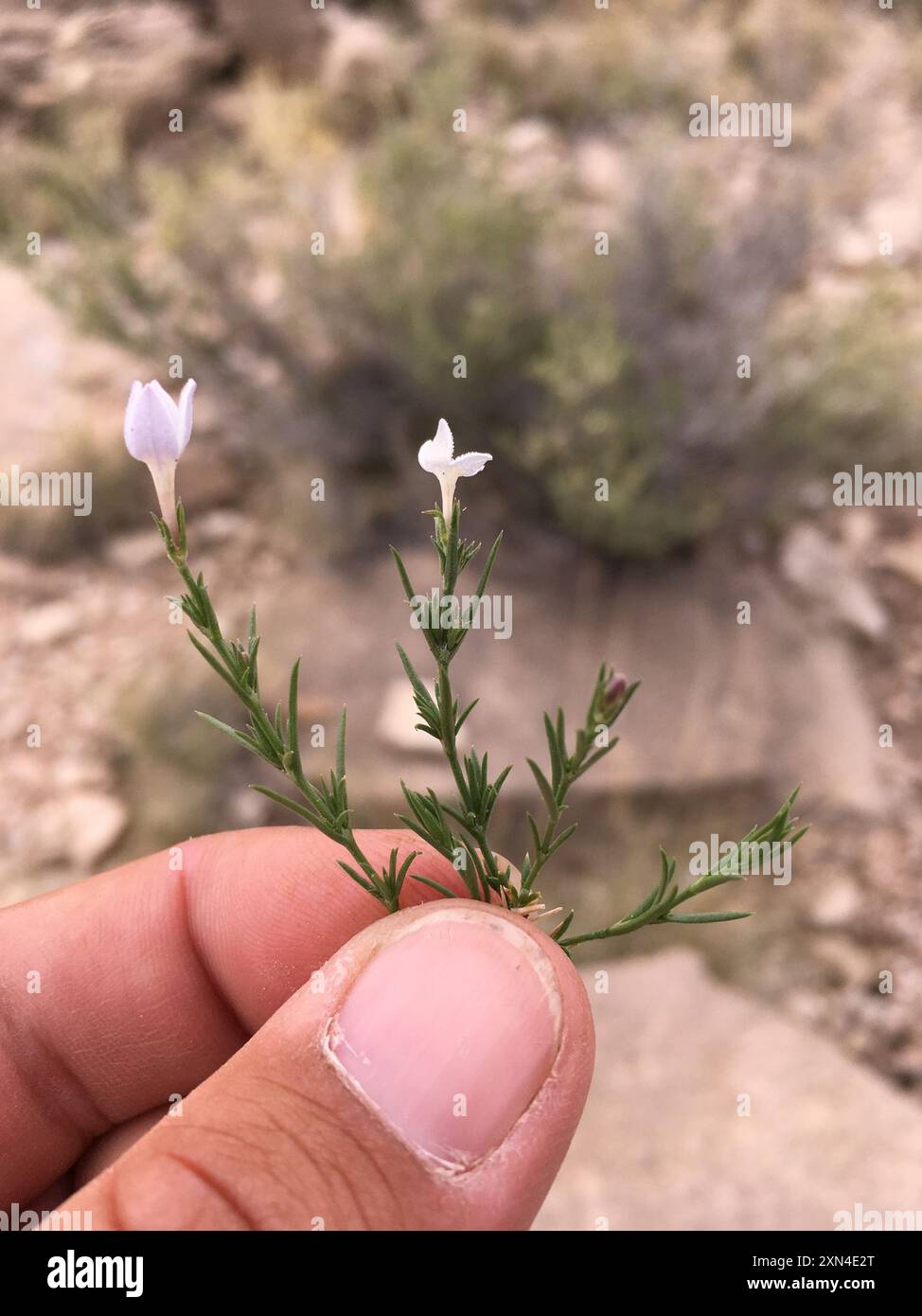 Needleleaf Bluet (Houstonia acerosa) Plantae Stock Photo - Alamy
