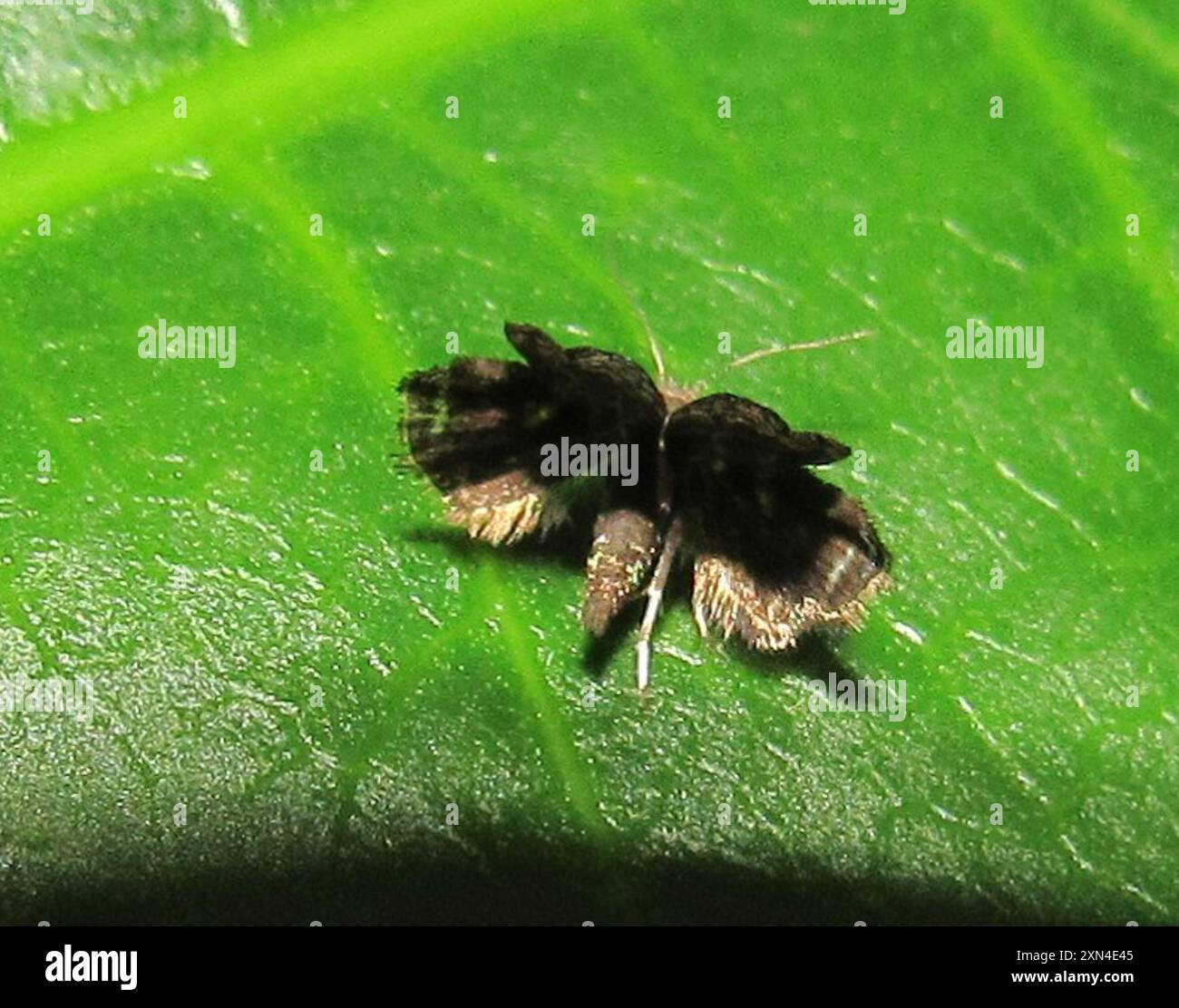 Peacock Moths (Brenthia) Insecta Stock Photo - Alamy