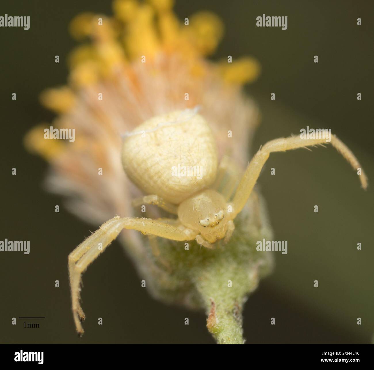 Flower Crab Spiders (Misumena) Arachnida Stock Photo - Alamy