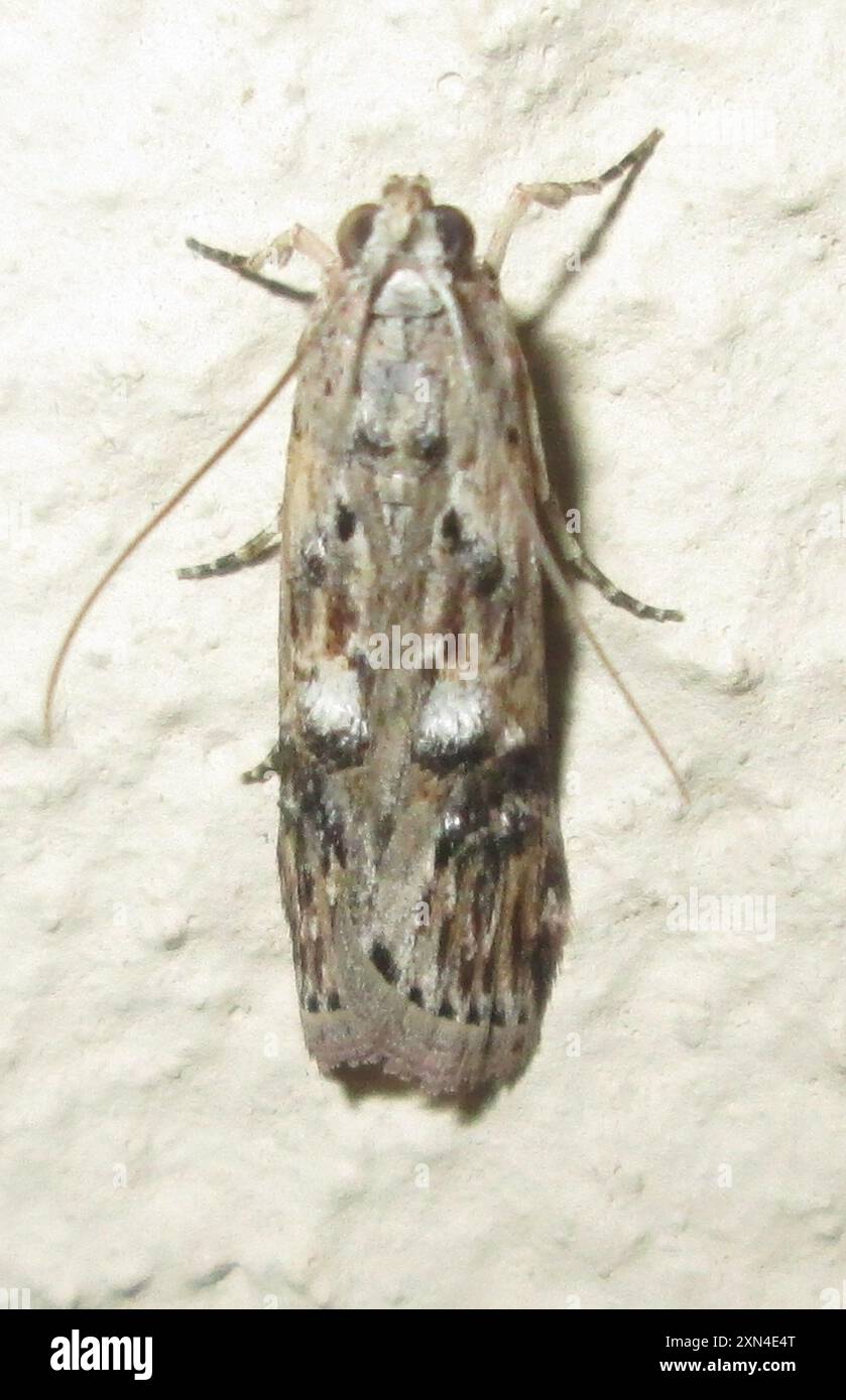 Twirler Moths (Gelechiidae) Insecta Stock Photo - Alamy