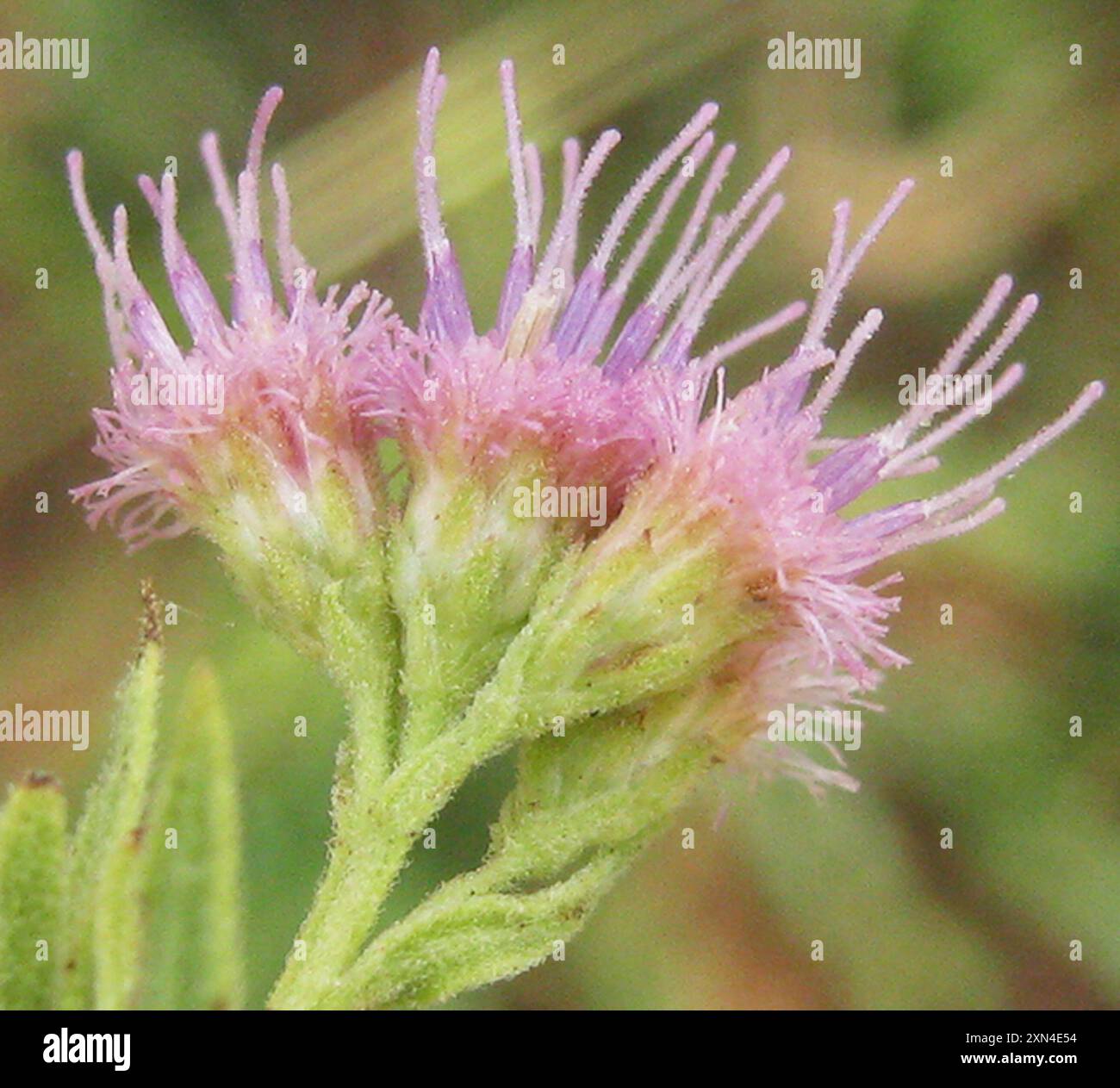 Dwarf Sage (Litogyne gariepina) Plantae Stock Photo - Alamy