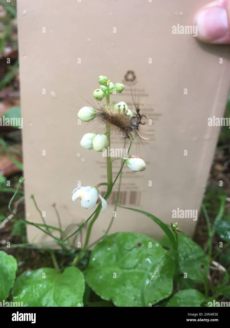 shinleaf (Pyrola elliptica) Plantae Stock Photo - Alamy