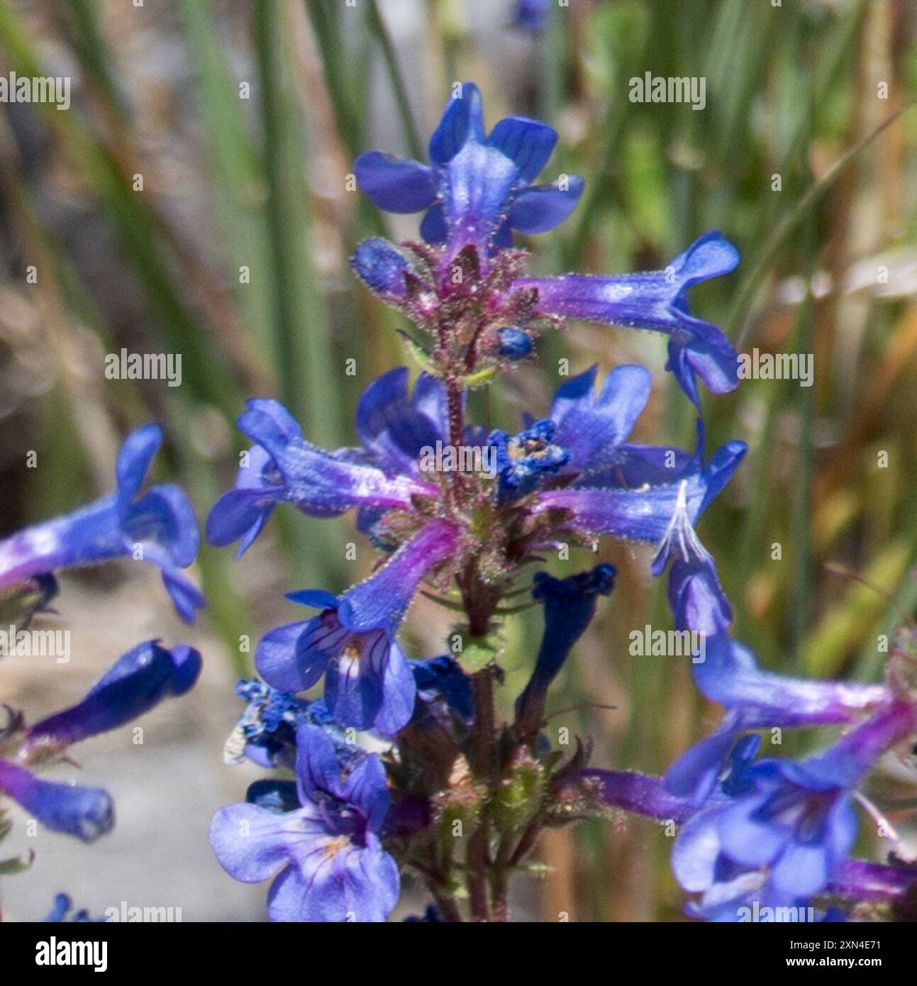 Low Beardtongue (Penstemon humilis) Plantae Stock Photo - Alamy