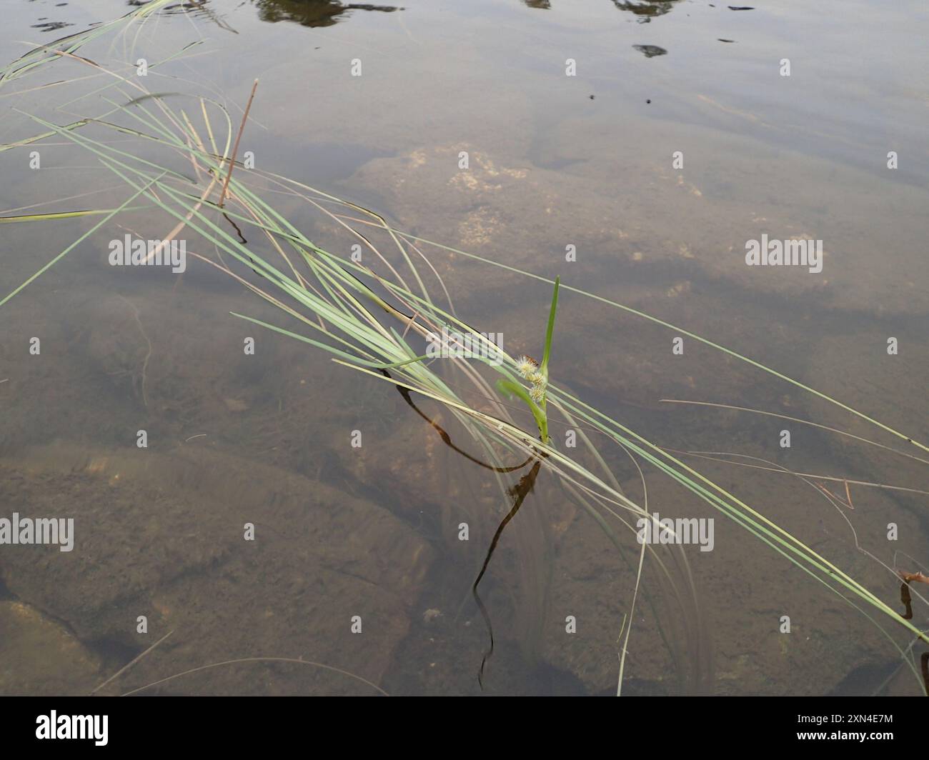 Narrow-leaved Bur-reed (Sparganium angustifolium) Plantae Stock Photo ...