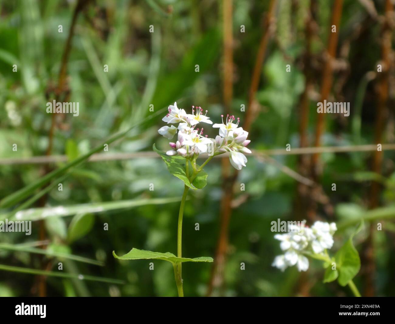 Common Buckwheat (Fagopyrum esculentum) Plantae Stock Photo - Alamy