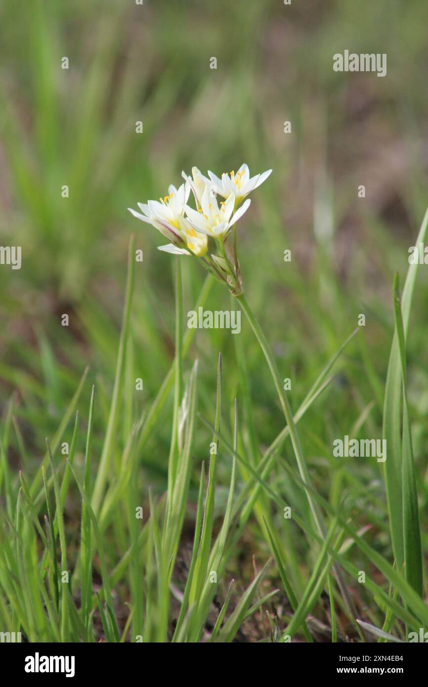 crowpoison (Nothoscordum bivalve) Plantae Stock Photo - Alamy