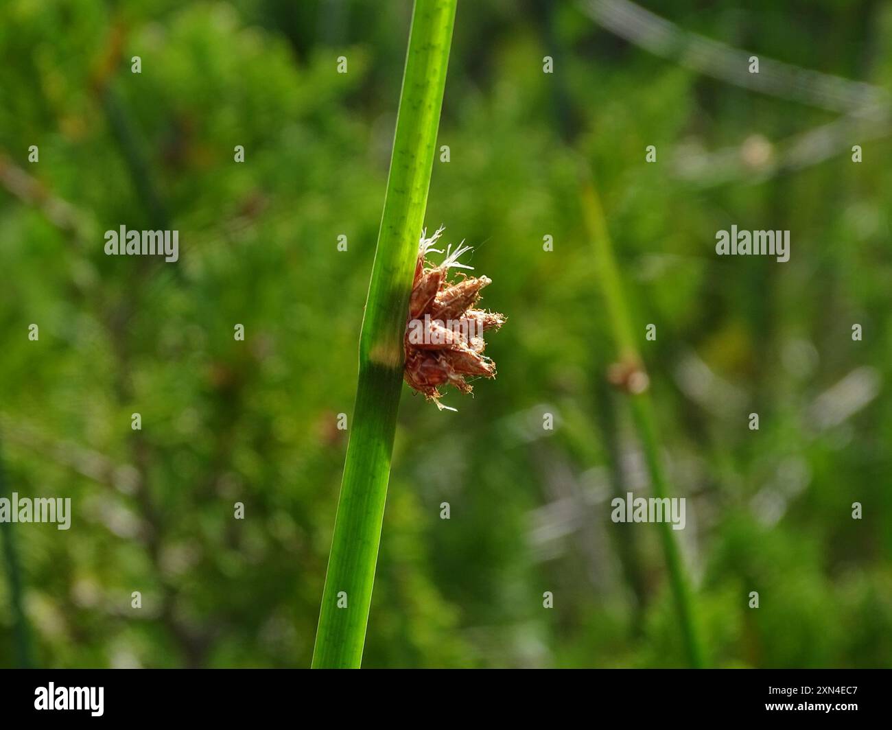 three-square bulrush (Schoenoplectus pungens) Plantae Stock Photo - Alamy