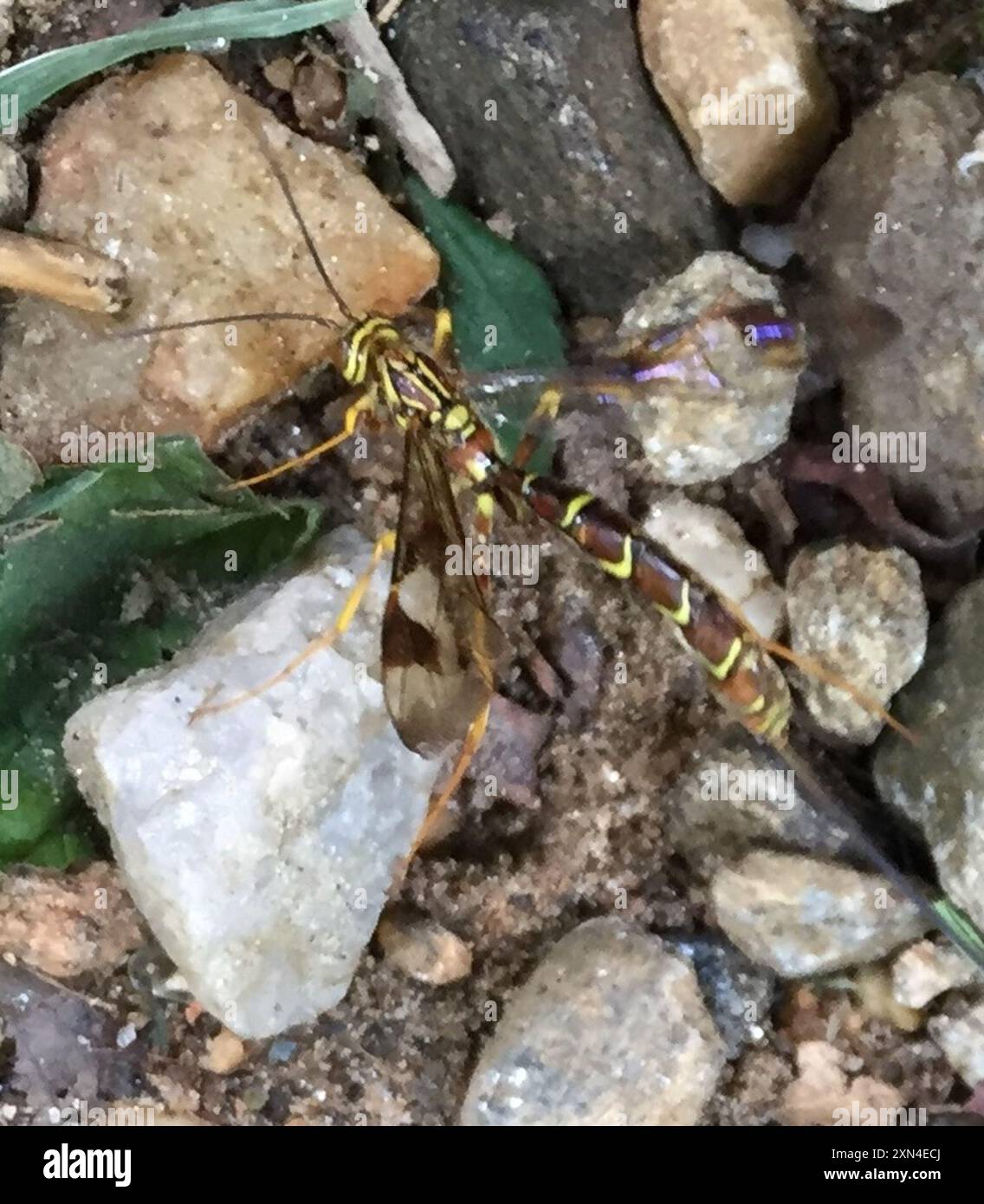Long-tailed Giant Ichneumonid Wasp (Megarhyssa macrurus) Insecta Stock ...