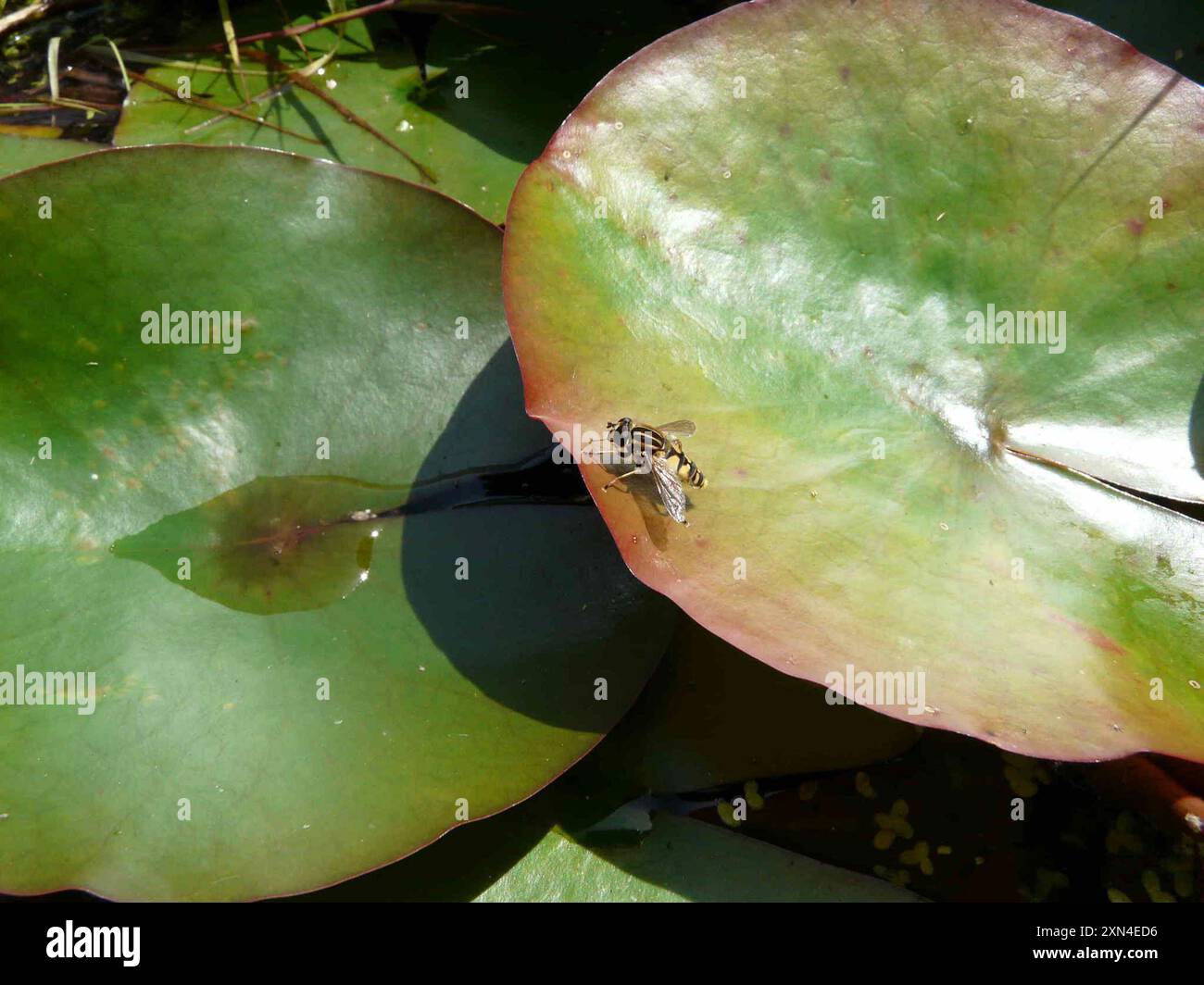 Sun Fly (Helophilus pendulus) Insecta Stock Photo - Alamy