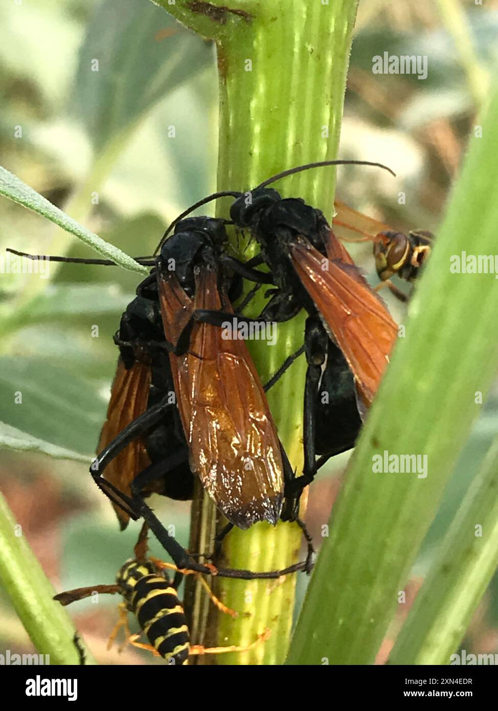 Tarantula-hawk Wasps and Allies (Pepsini) Insecta Stock Photo - Alamy