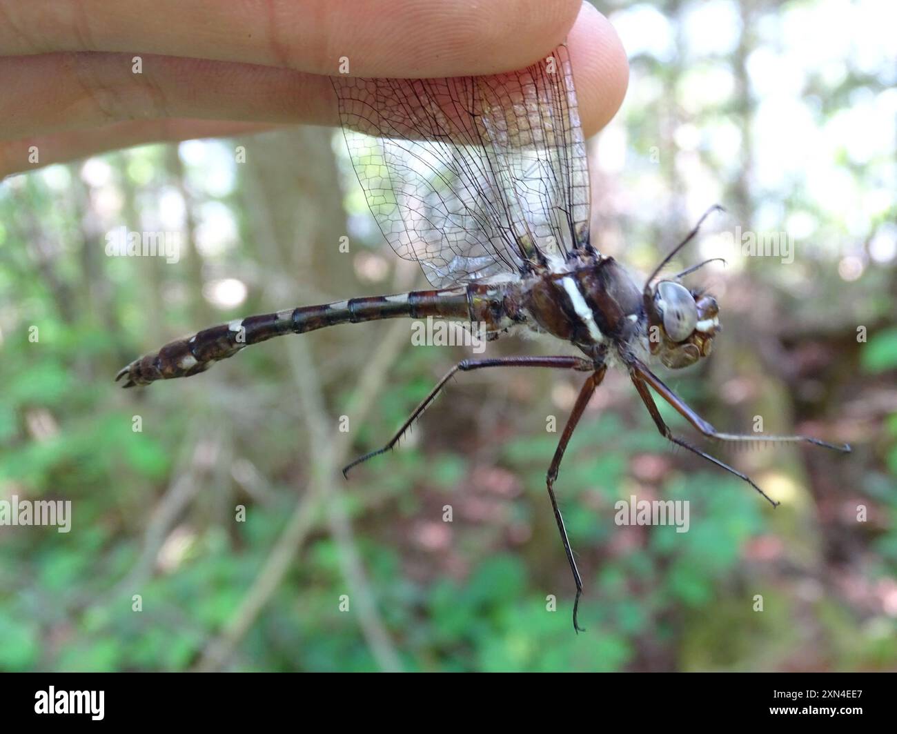 Stream Cruiser (Didymops transversa) Insecta Stock Photo - Alamy