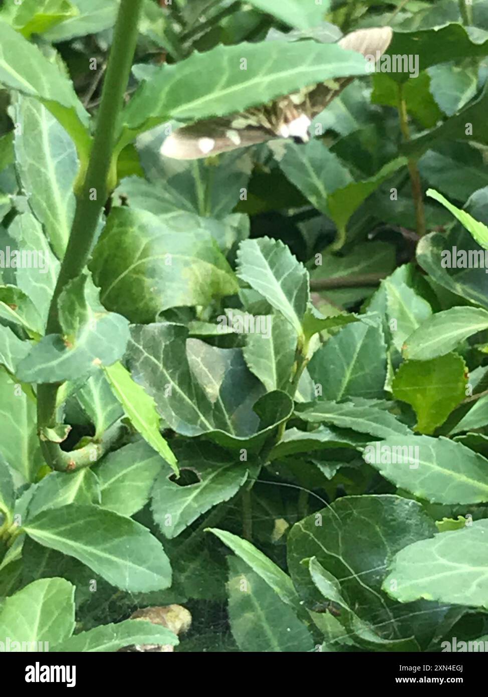 Grape Leaffolder and Leafroller Moths (Desmia funeralis) Insecta Stock ...