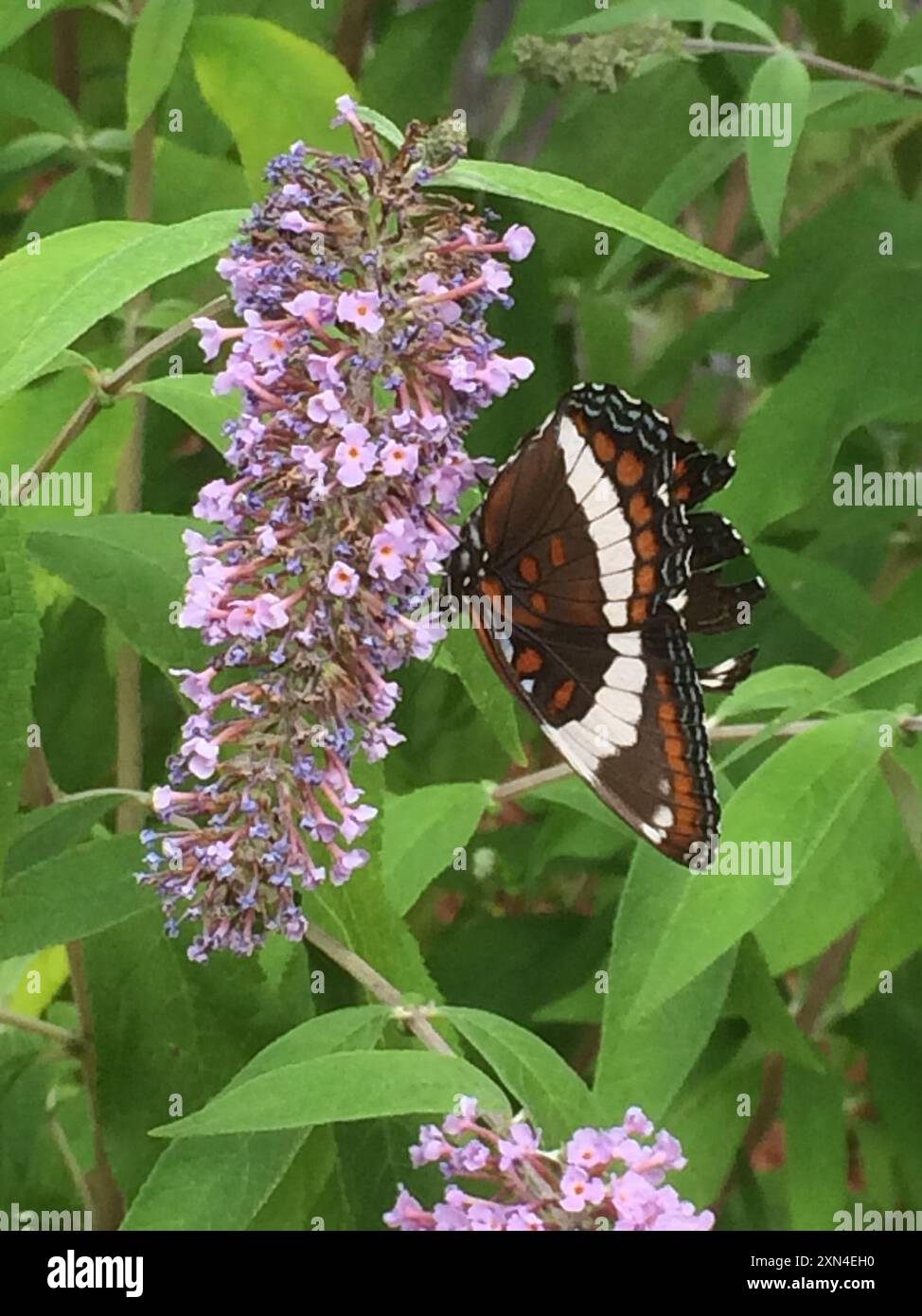 American White Admiral (Limenitis arthemis arthemis) Insecta Stock ...