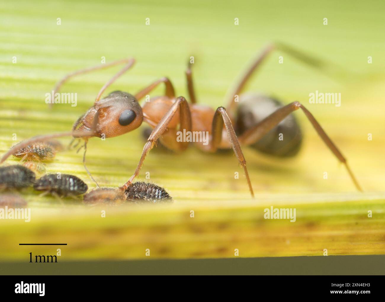 fusca-group Field Ants and Allies (Formica fusca) Insecta Stock Photo ...