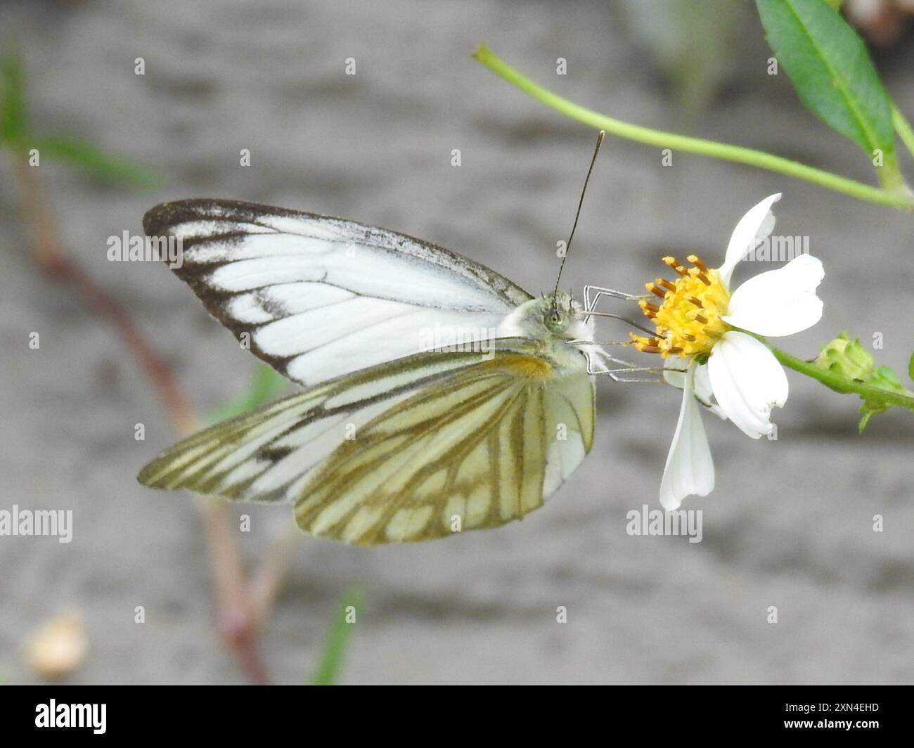 Common Gull (Cepora nerissa) Insecta Stock Photo - Alamy