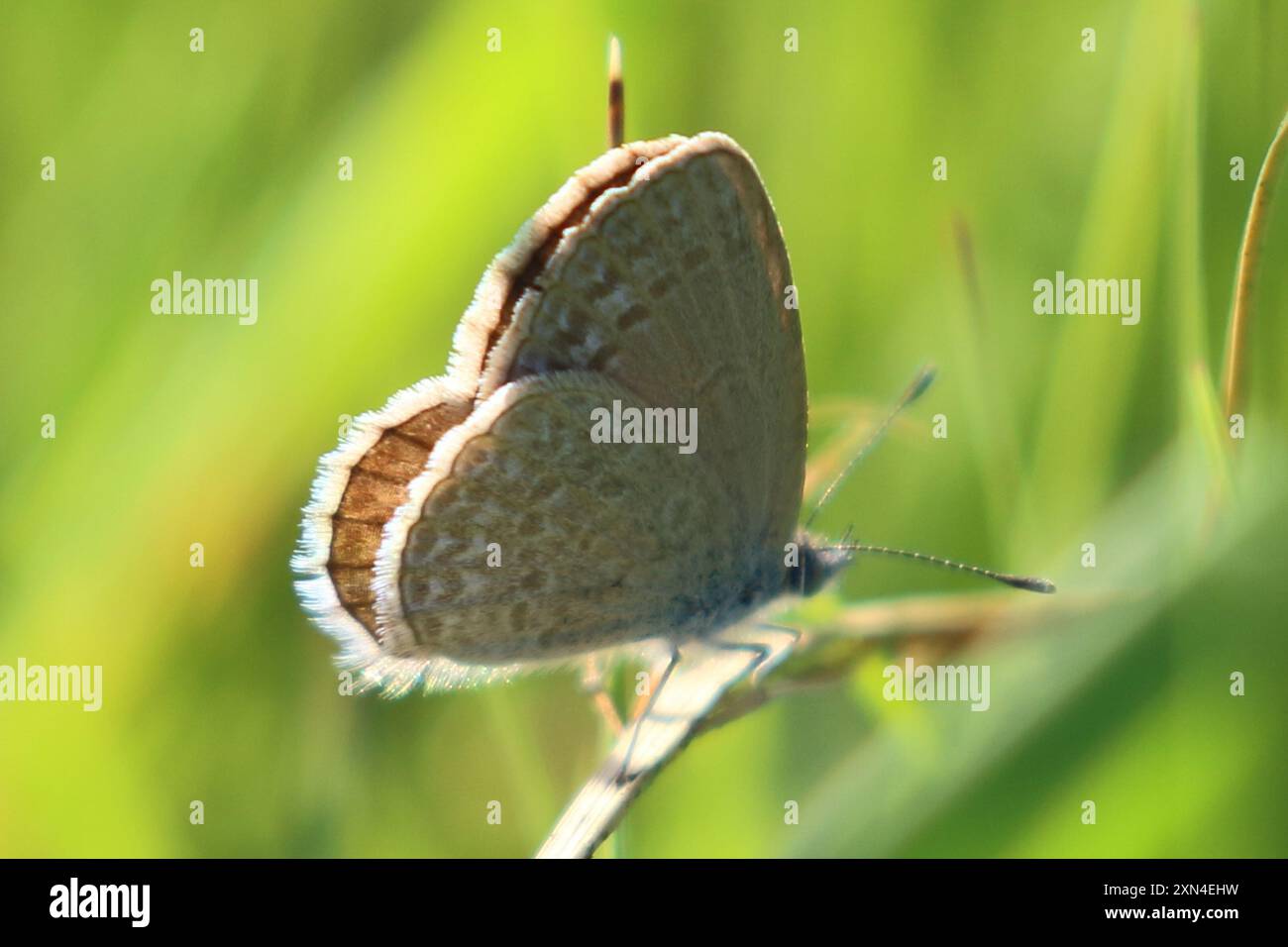 Zizina labradus hi-res stock photography and images - Alamy