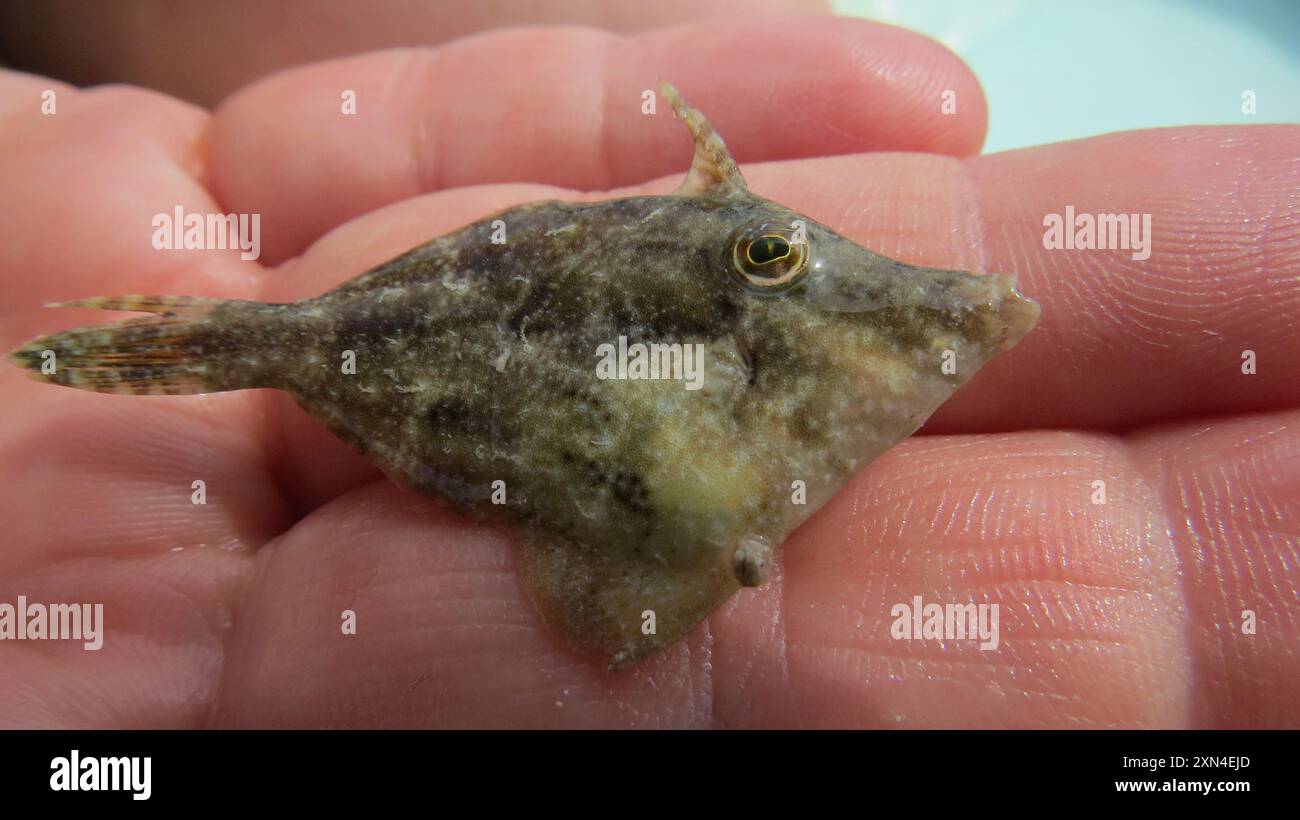 Fringed Filefish (Monacanthus ciliatus) Actinopterygii Stock Photo - Alamy