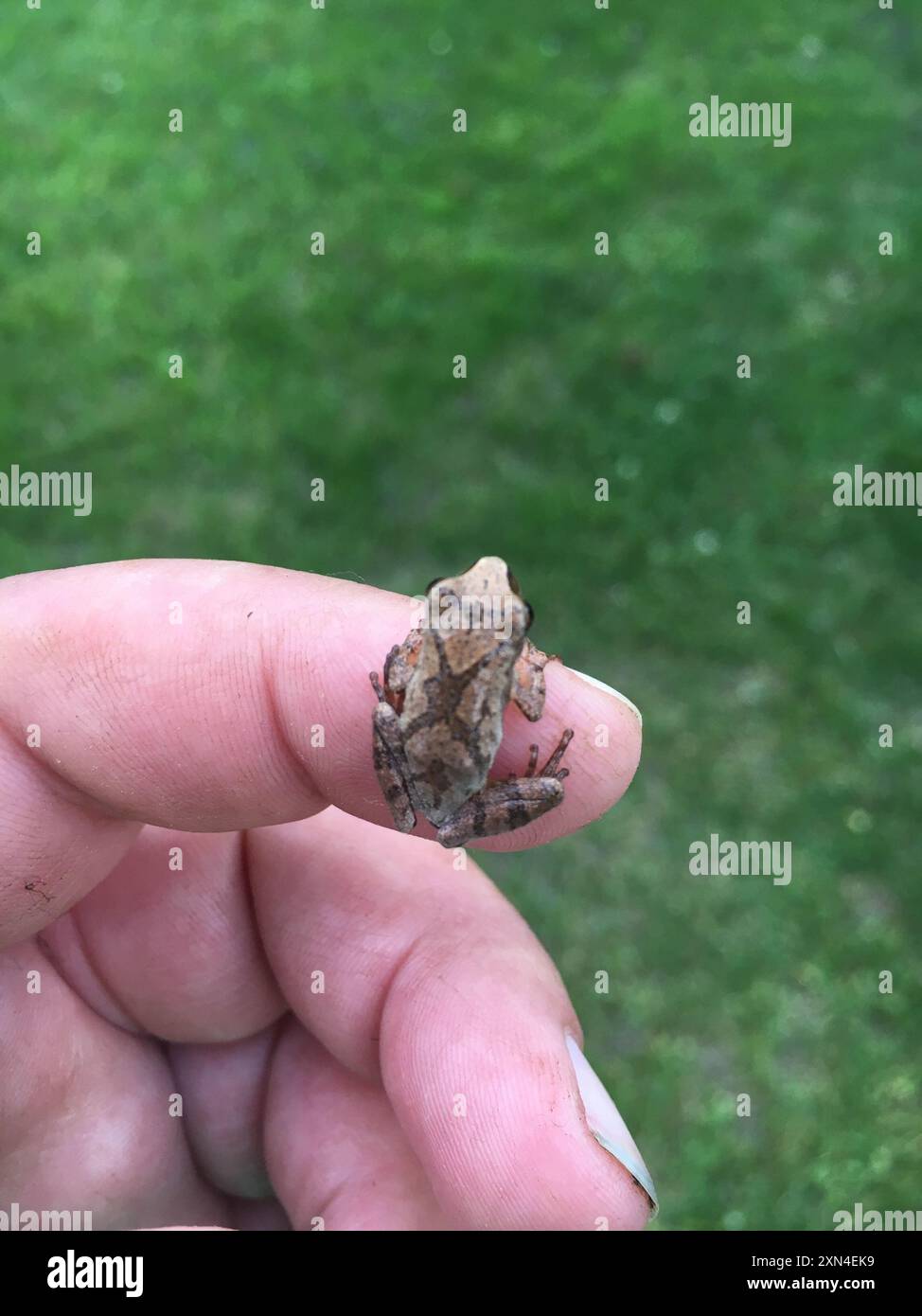 Spring Peeper (Pseudacris crucifer) Amphibia Stock Photo - Alamy