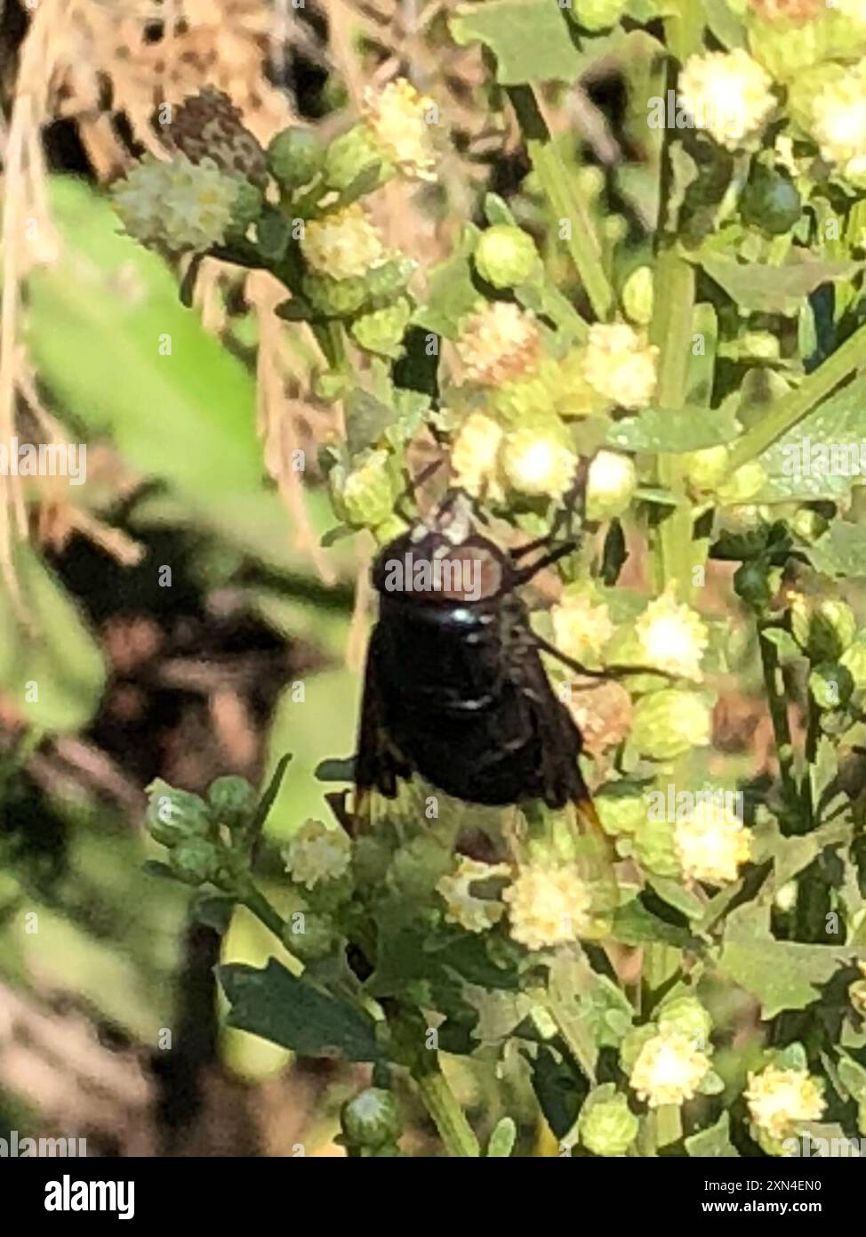 Mexican Cactus Fly (Copestylum mexicanum) Insecta Stock Photo - Alamy