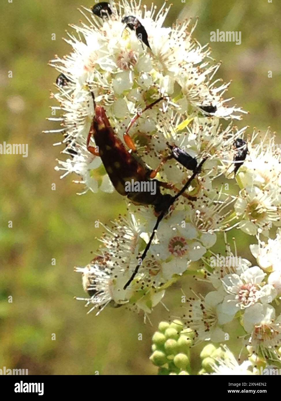 Banded Longhorn Beetle (Typocerus velutinus) Insecta Stock Photo - Alamy