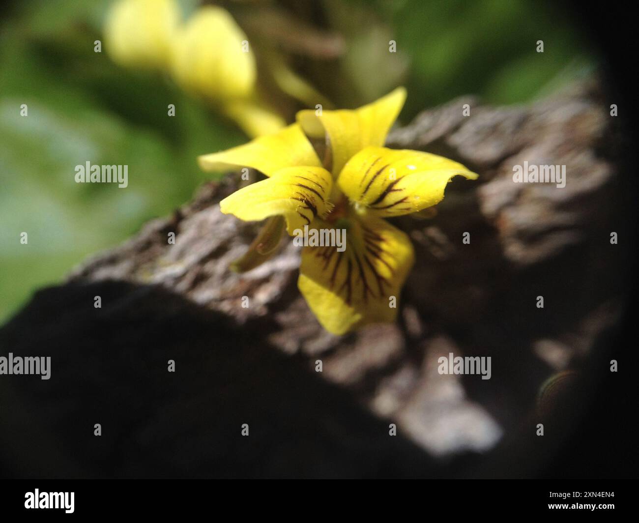 Round-leaved Violet (Viola rotundifolia) Plantae Stock Photo - Alamy