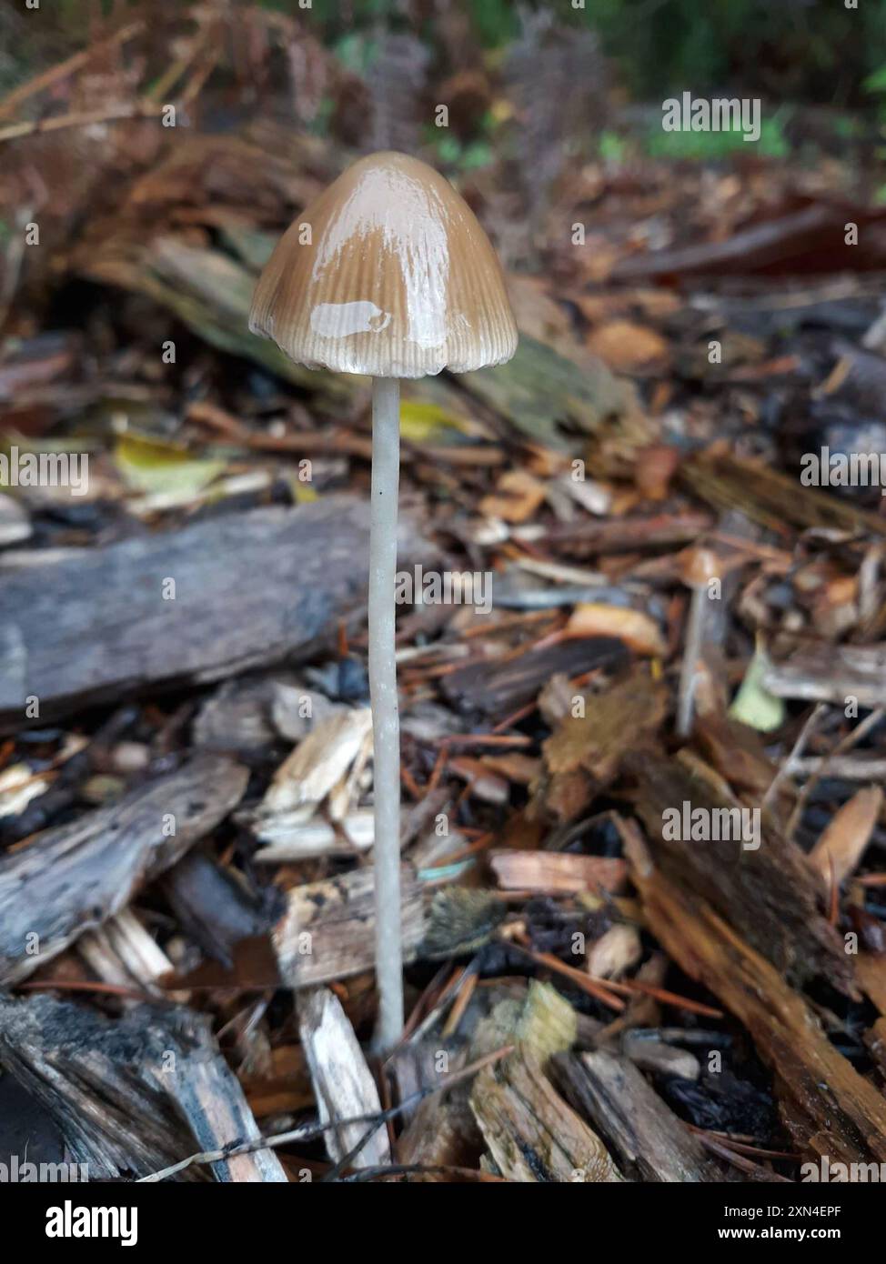 Conopilea hi-res stock photography and images - Alamy