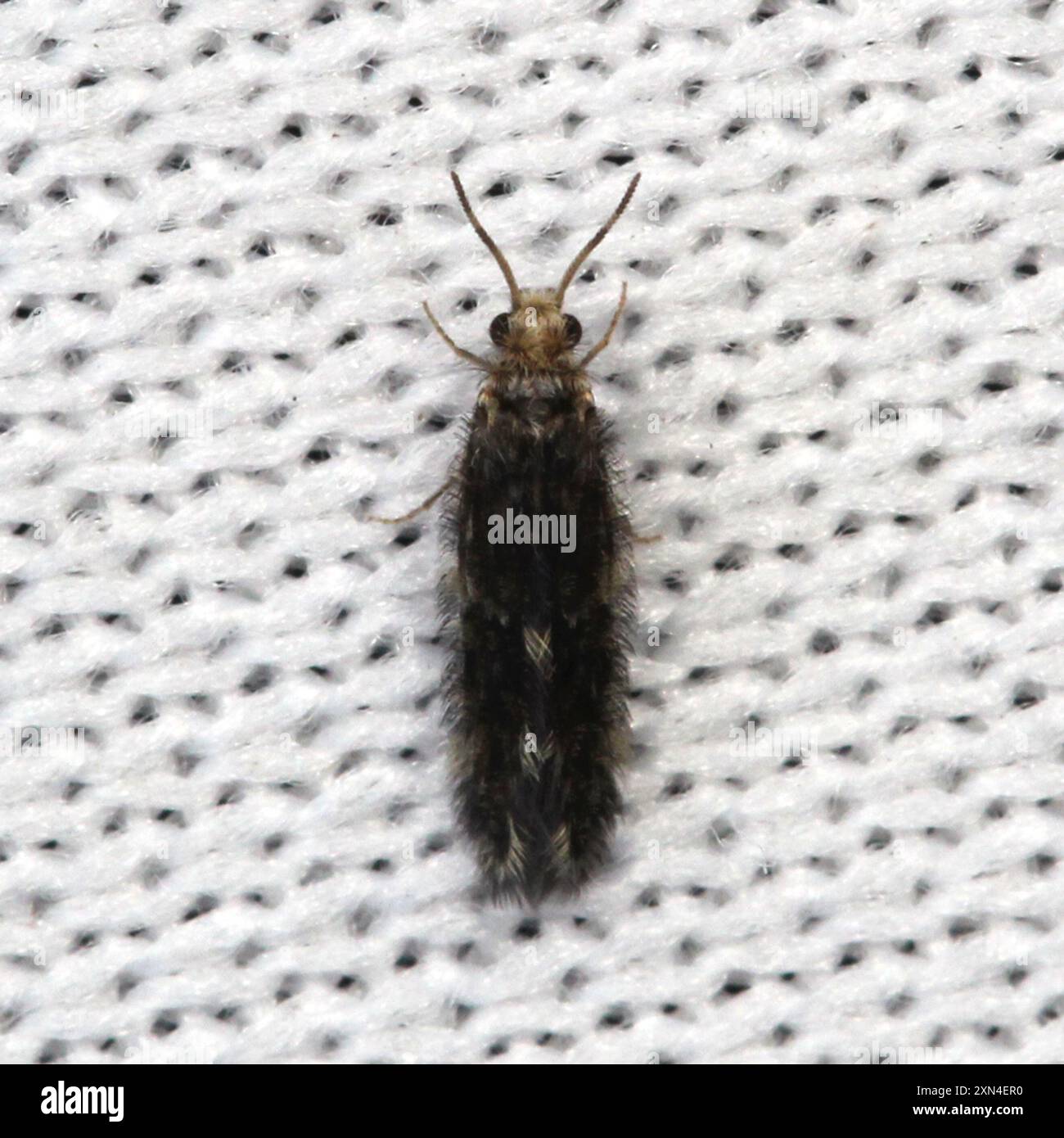 Microcaddisflies (Hydroptilidae) Insecta Stock Photo - Alamy