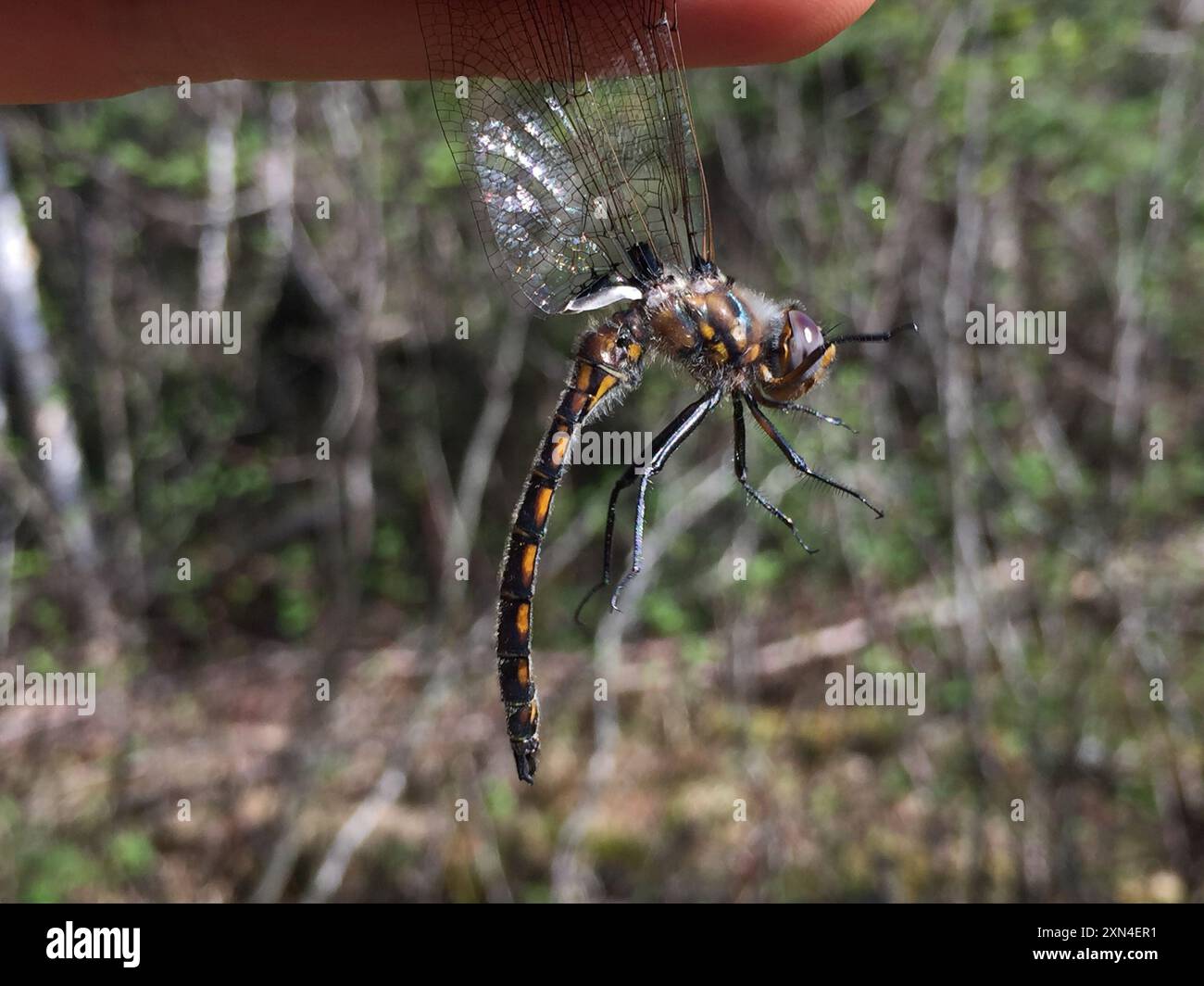 Beaverpond Baskettail (Epitheca canis) Insecta Stock Photo - Alamy