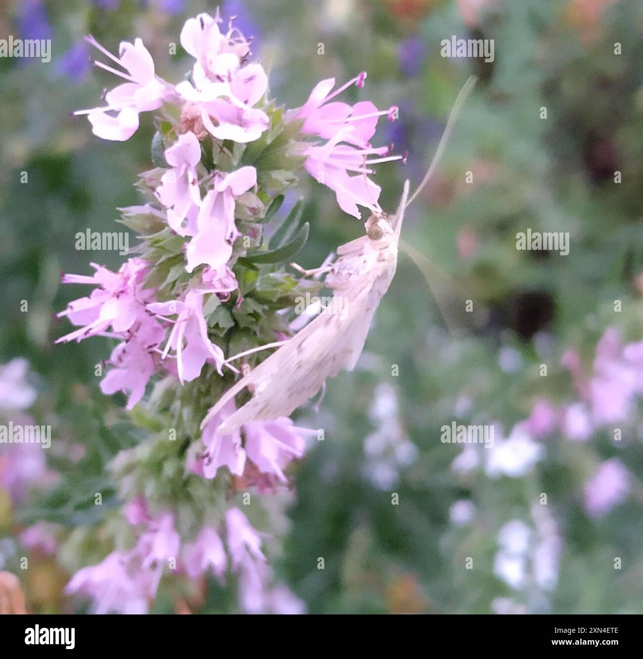 Mother of Pearl (Patania ruralis) Insecta Stock Photo - Alamy