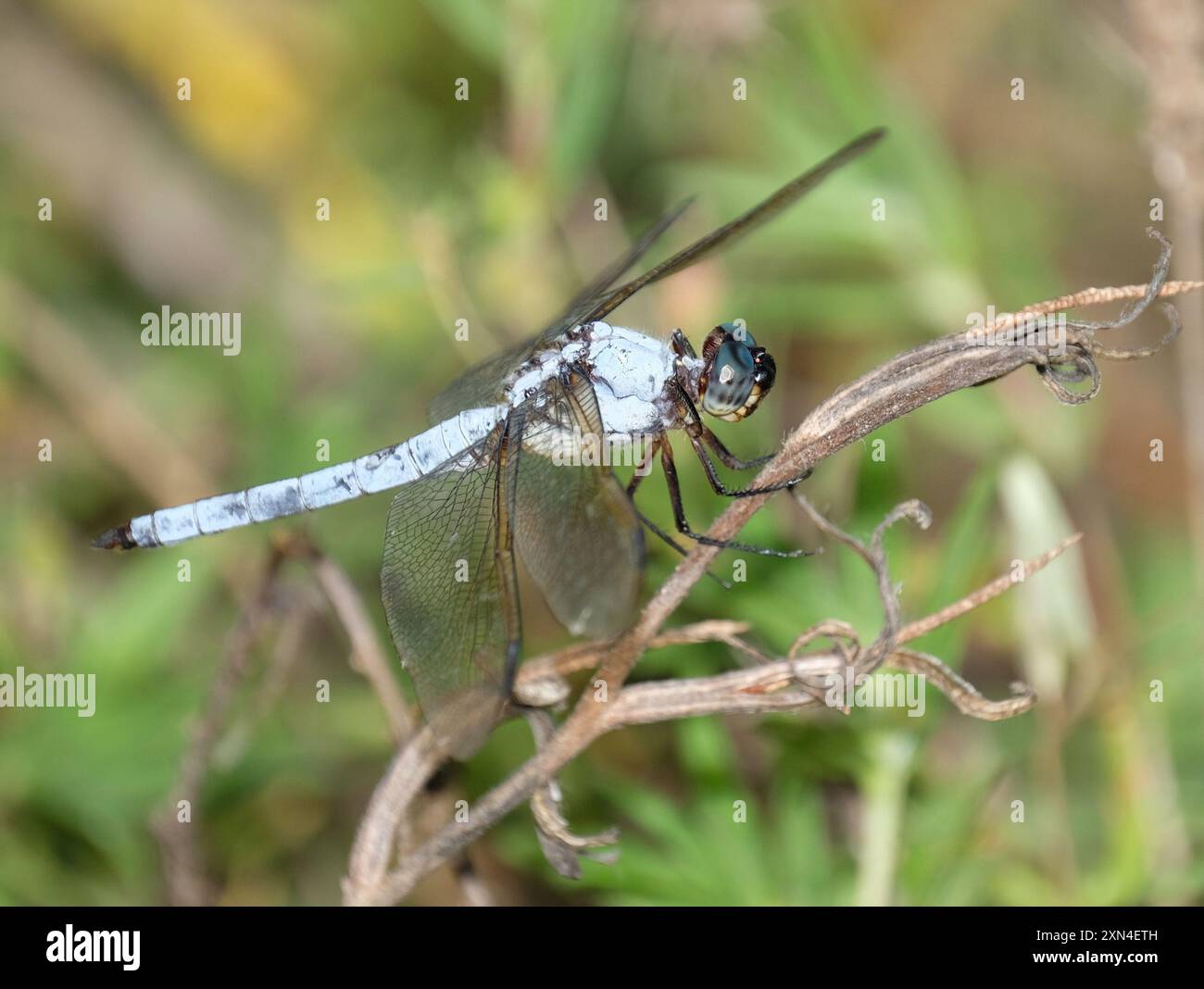 Yellow-sided Skimmer (Libellula flavida) Insecta Stock Photo - Alamy
