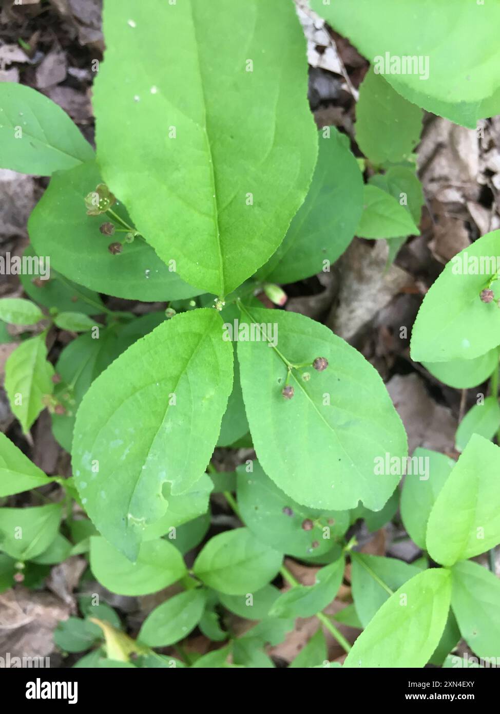 Running Strawberry-bush (Euonymus obovatus) Plantae Stock Photo - Alamy
