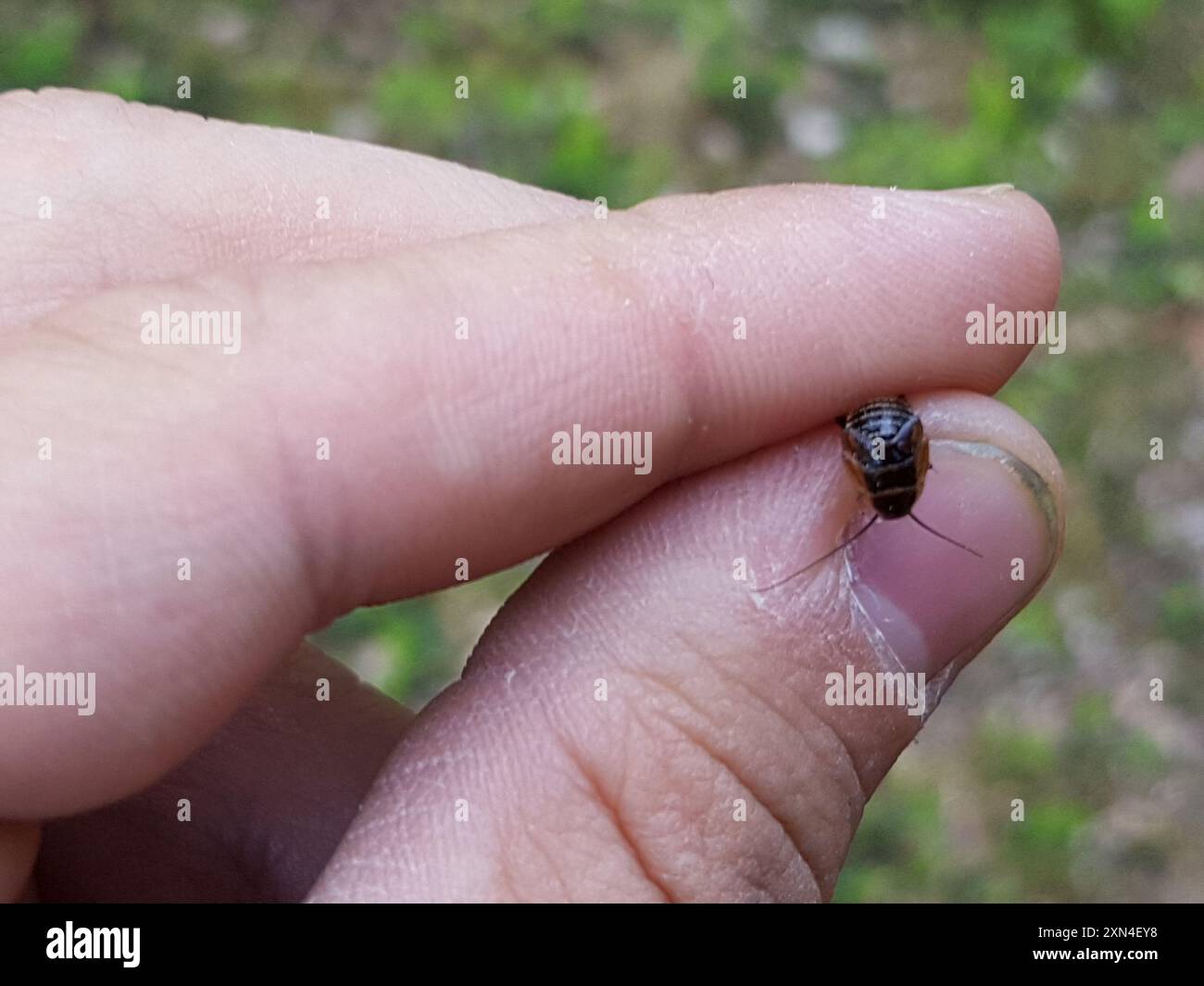 Forest Cockroach (Ectobius sylvestris) Insecta Stock Photo - Alamy