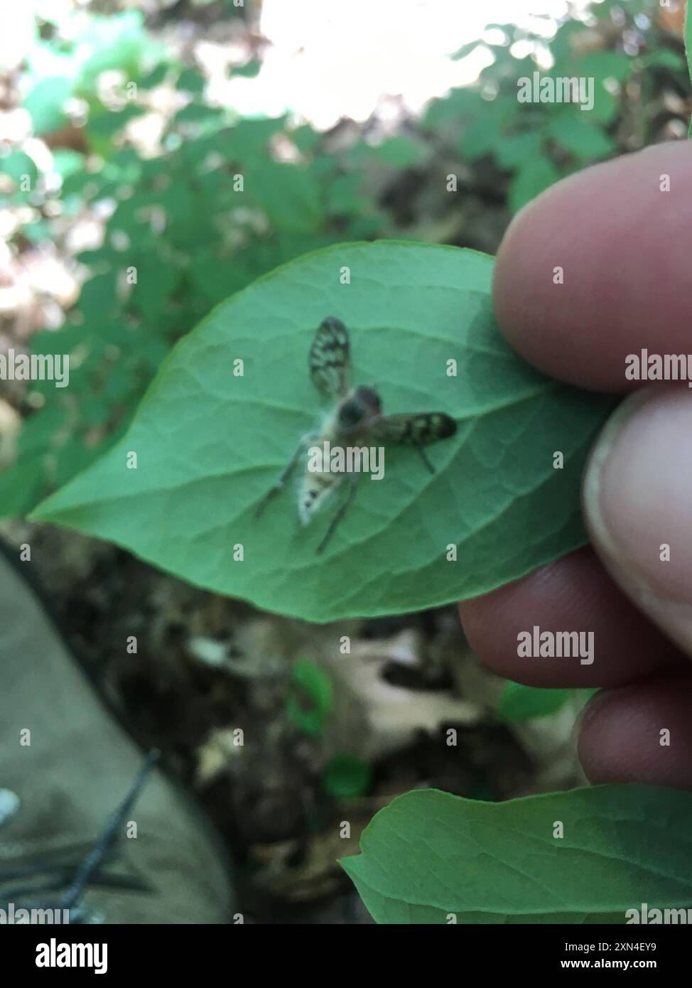 Common Snipe Fly (Rhagio mystaceus) Insecta Stock Photo - Alamy