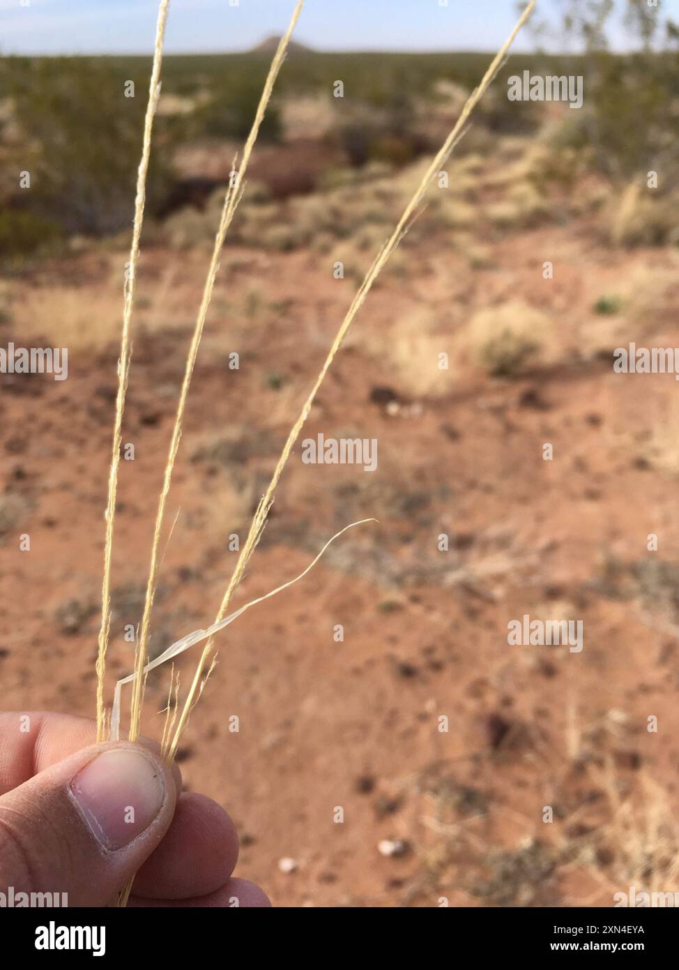 Spike Dropseed (Sporobolus contractus) Plantae Stock Photo - Alamy