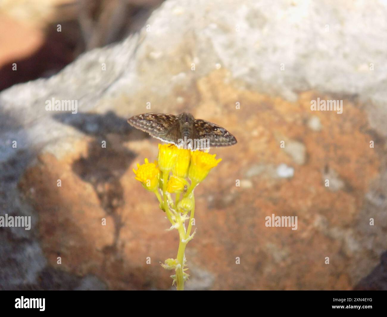 Funereal Duskywing (Erynnis funeralis) Insecta Stock Photo - Alamy