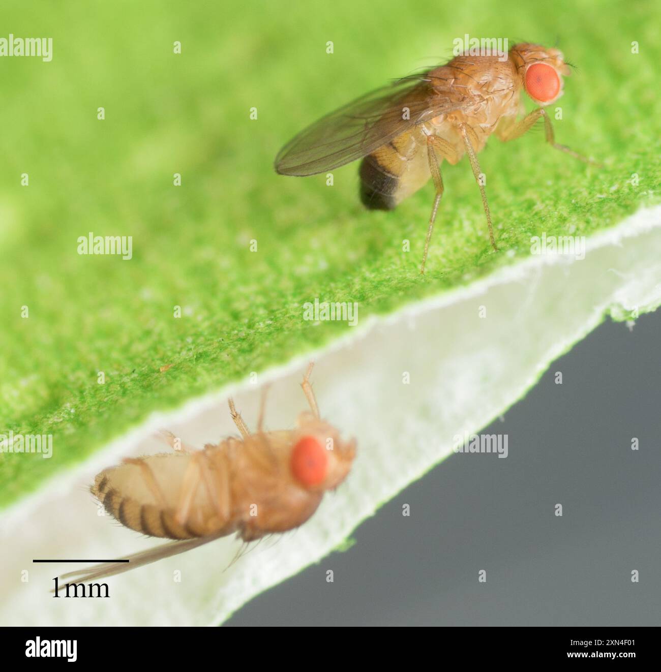 Common Fruit Fly (Drosophila melanogaster) Insecta Stock Photo - Alamy