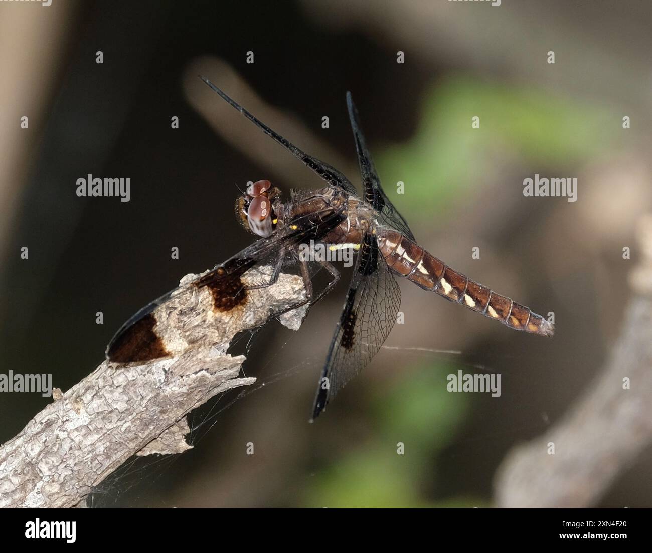Common Whitetail (Plathemis lydia) Insecta Stock Photo - Alamy