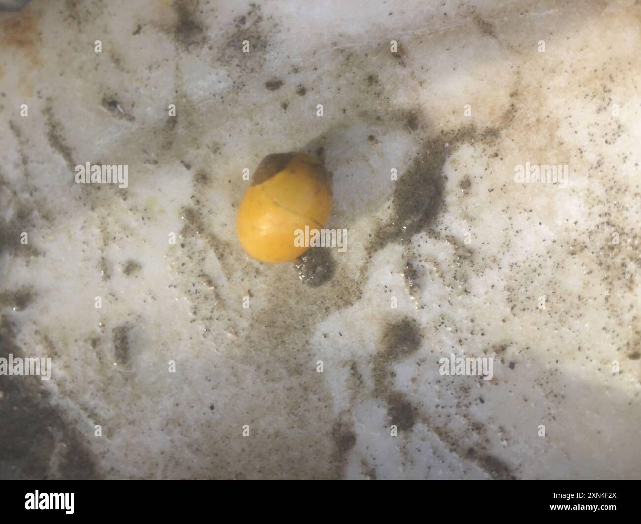 Flat Periwinkle (Littorina obtusata) Mollusca Stock Photo - Alamy