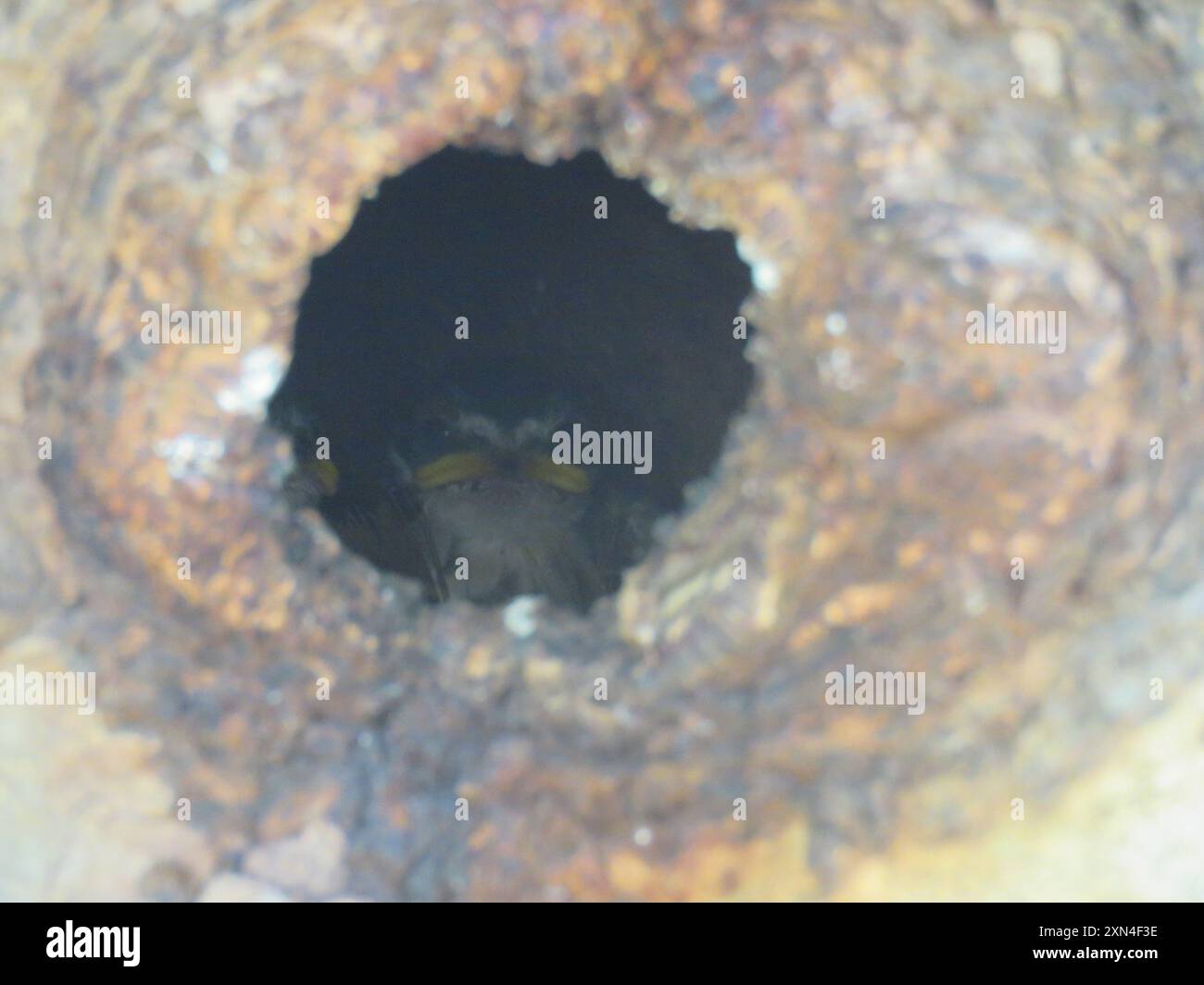 White-rumped Swallow (Tachycineta leucorrhoa) Aves Stock Photo - Alamy