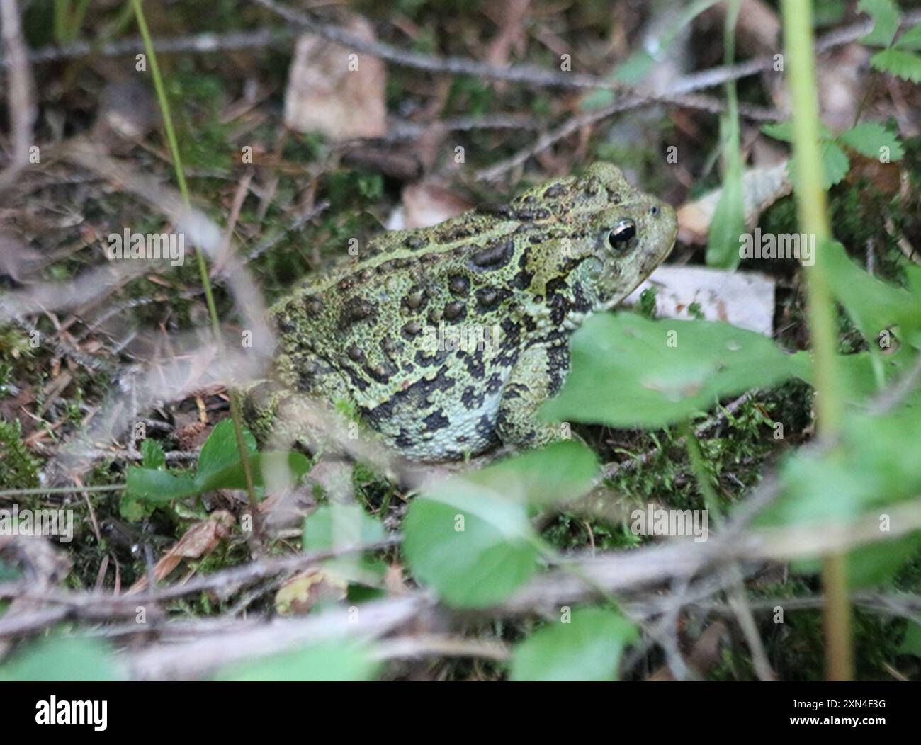 Western Toad (Anaxyrus boreas) Amphibia Stock Photo - Alamy