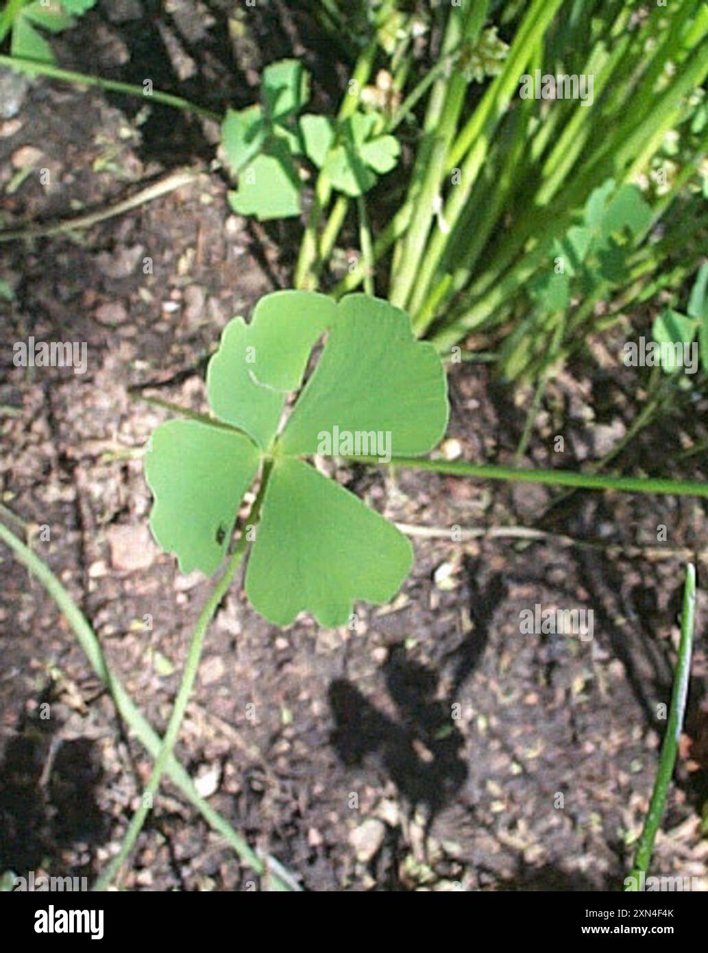 Helicopter Ferns (Marsilea) Plantae Stock Photo - Alamy