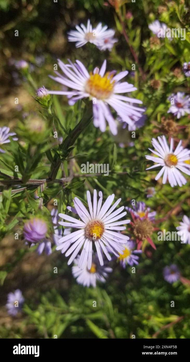 Douglas' Aster (Symphyotrichum subspicatum) Plantae Stock Photo - Alamy