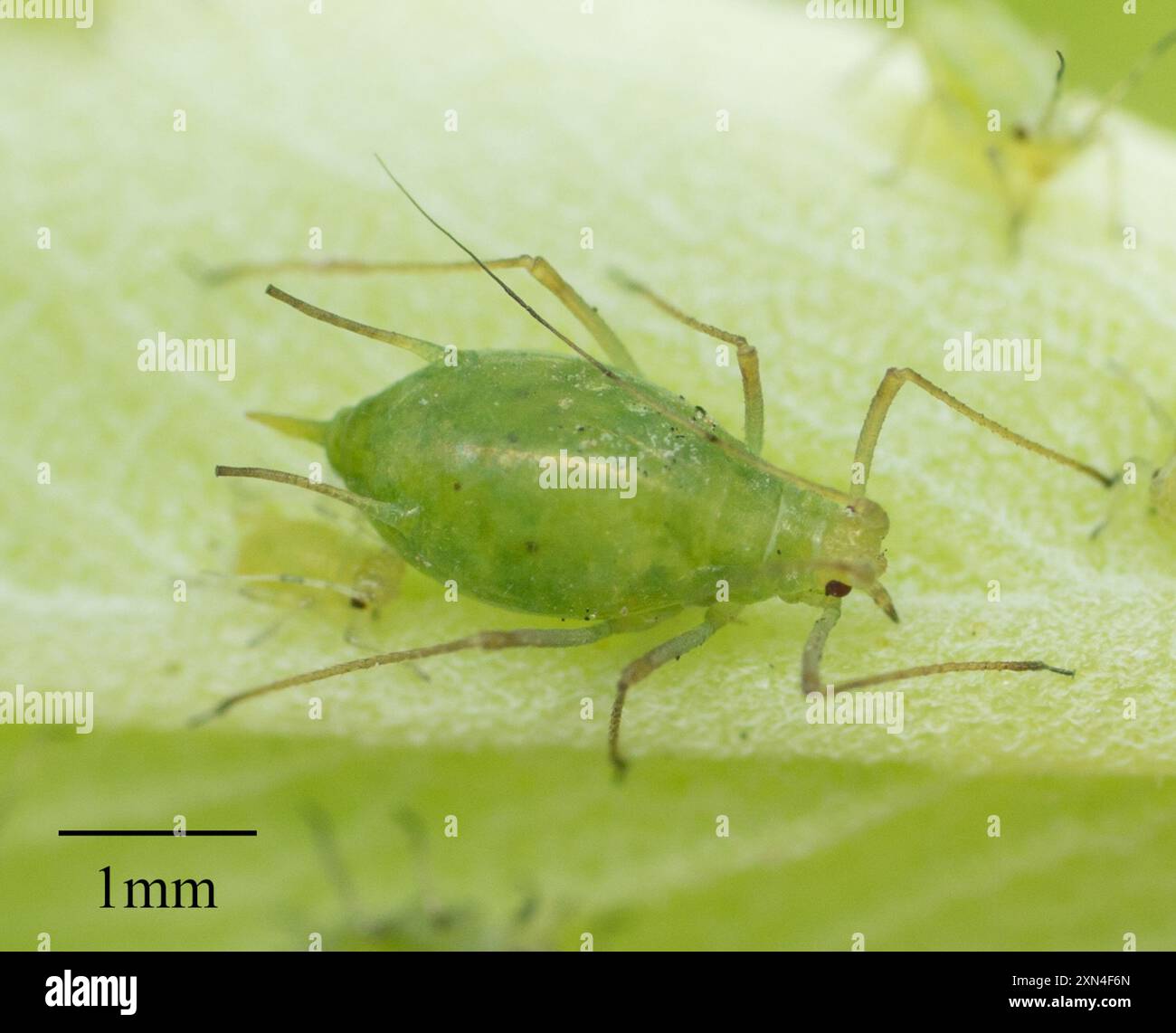 Potato Aphid (Macrosiphum euphorbiae) Insecta Stock Photo - Alamy