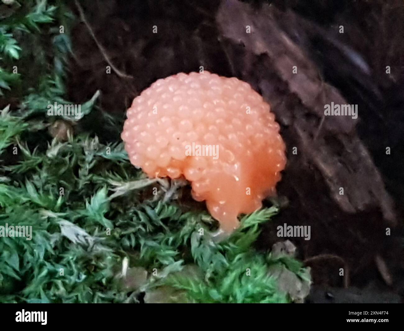 Red Raspberry Slime Mold (Tubifera ferruginosa) Protozoa Stock Photo ...