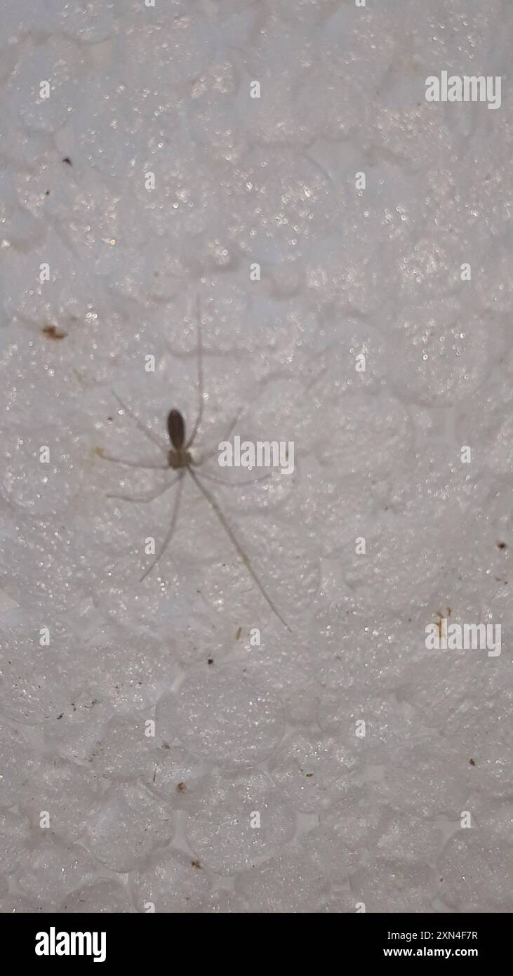 Harvestman Cellar Spider (Pholcus opilionoides) Arachnida Stock Photo ...