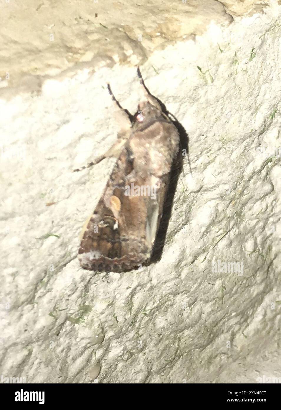 Fall Armyworm Moth (Spodoptera frugiperda) Insecta Stock Photo - Alamy
